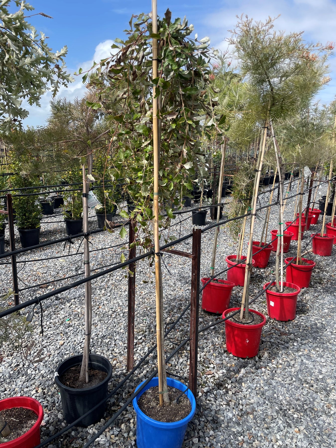 Buy STANDARD / Grevillea 'Scortechinii' Weeping | Adelaide Plant Co