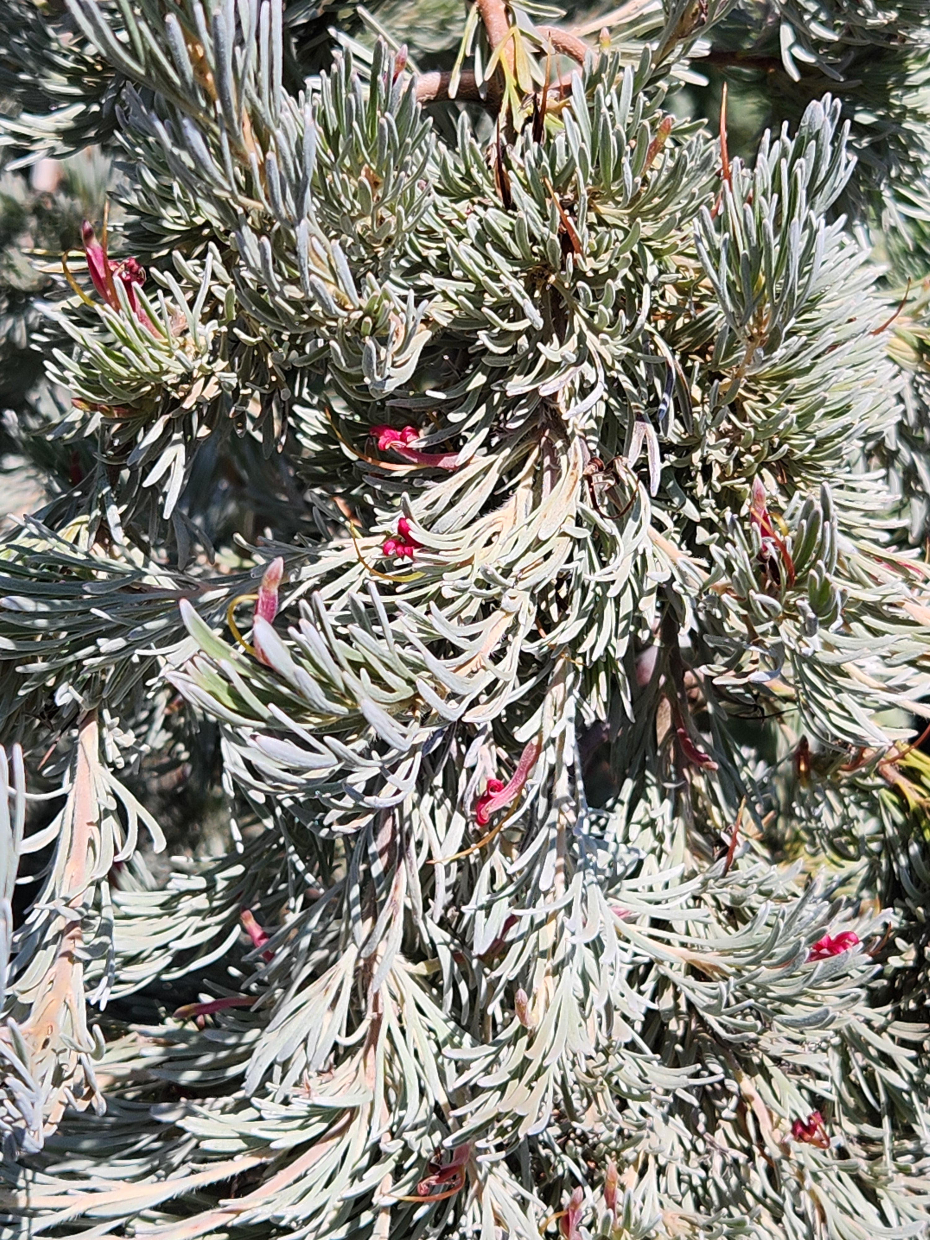 Buy Adenanthos Cunninghamii Prostrate Woolly Bush | Adelaide Plant Co