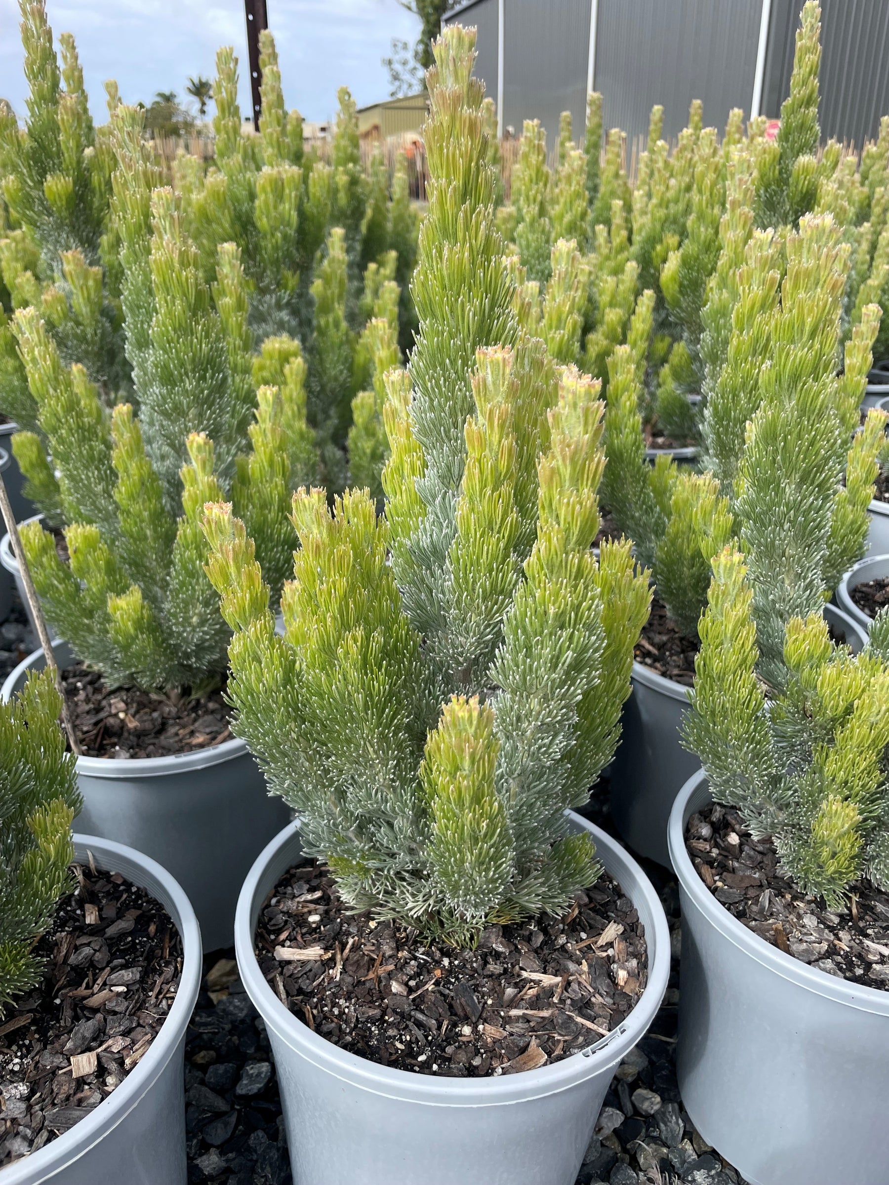 Buy Adenanthos Sericeus 'Silver Sensation' Woolly | Adelaide Plant Co