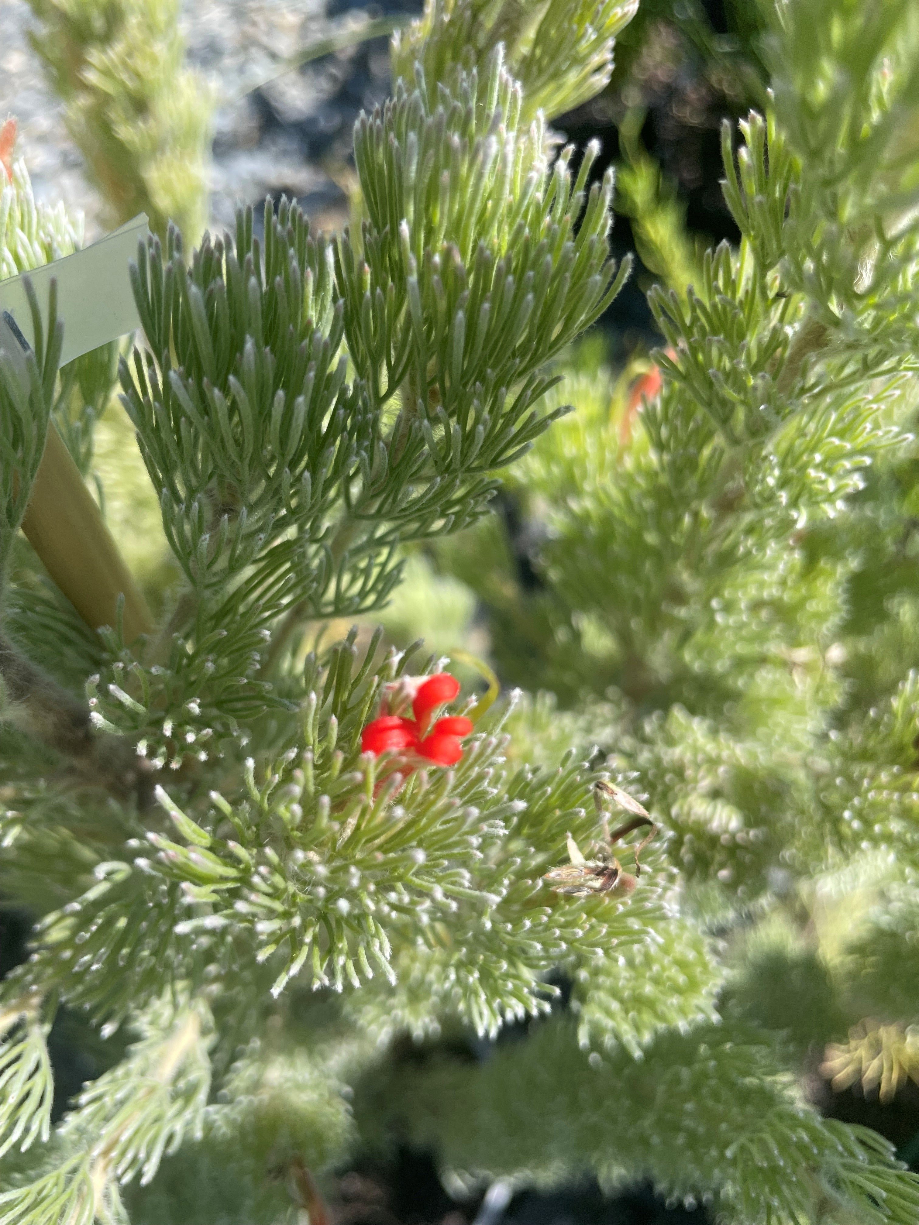 Buy Adenanthos sericeus (Silver Woolly Bush) | Adelaide Plant Co