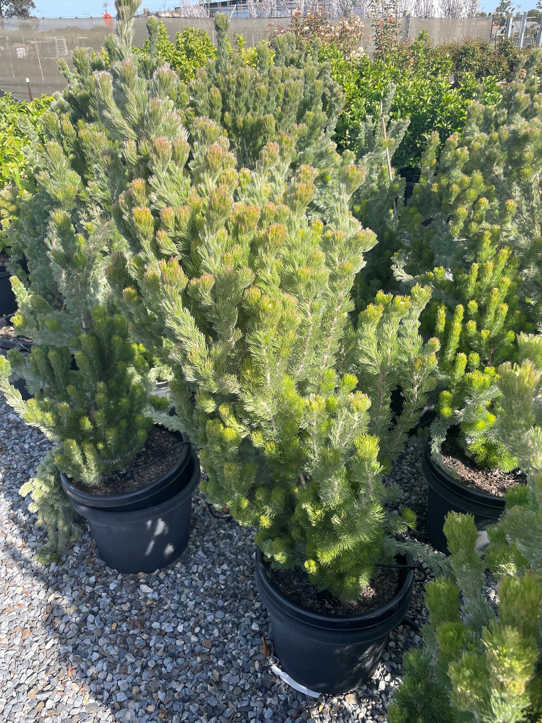 Buy Adenanthos sericeus (Silver Woolly Bush) | Adelaide Plant Co