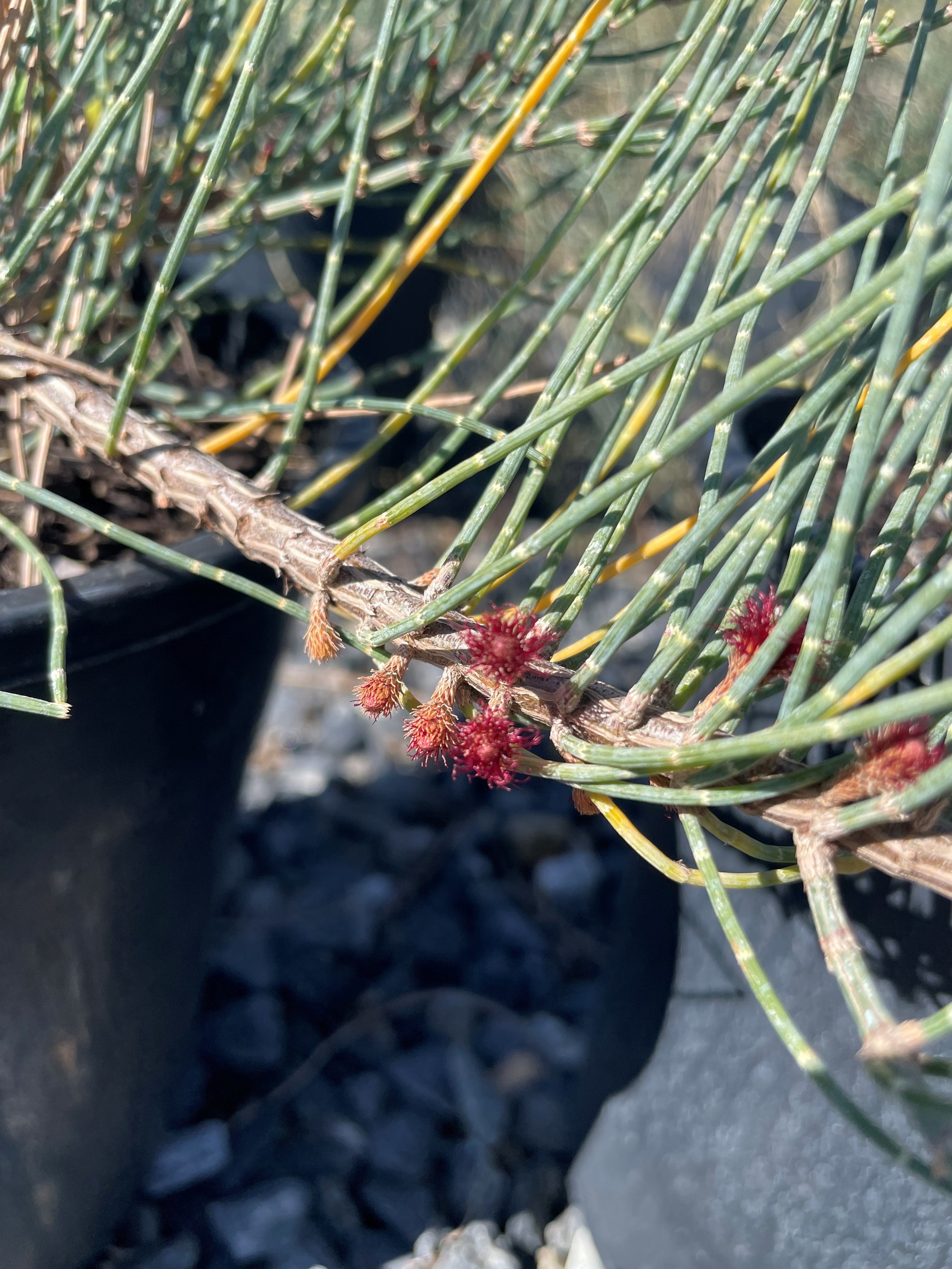 Buy Allocasuarina Monolifera 'Red Fox' Necklace | Adelaide Plant Co