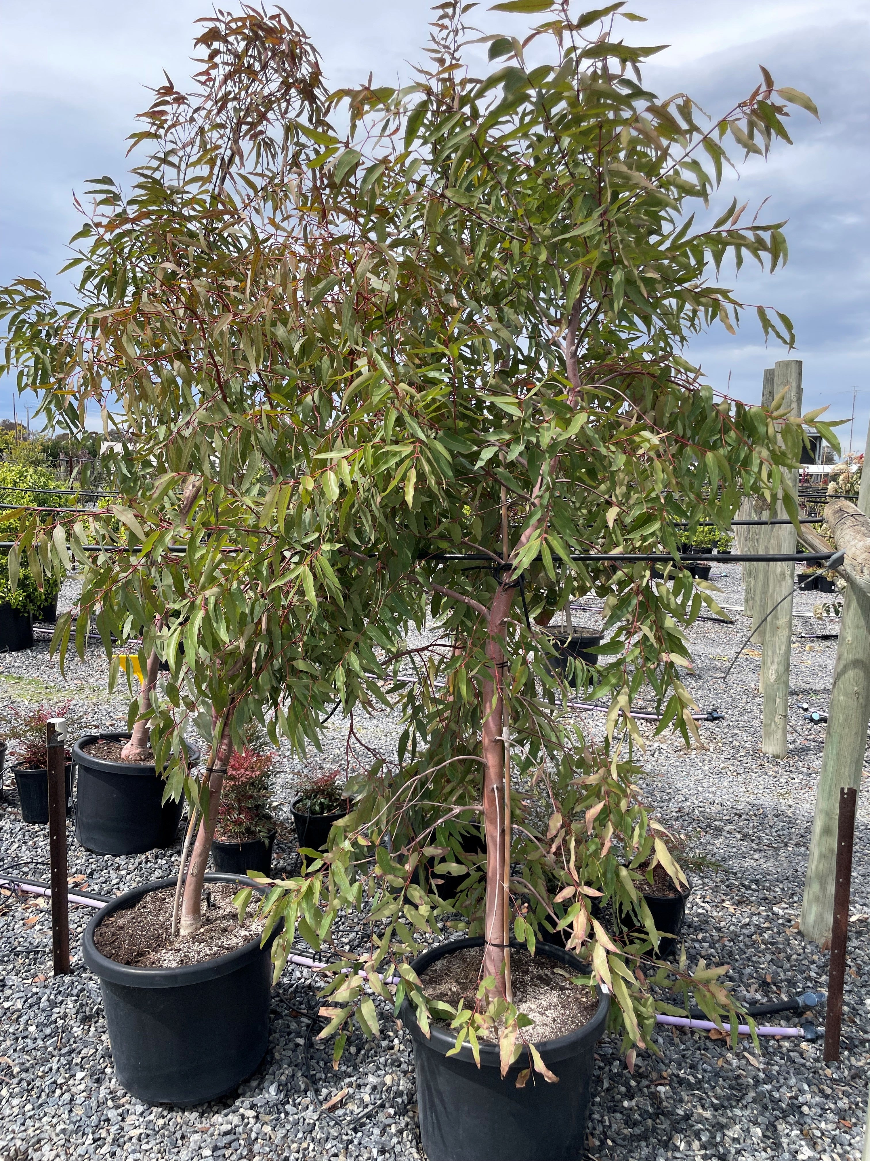 Buy Angophora Costata Sydney Red Rusty Gum Apple | Adelaide Plant Co