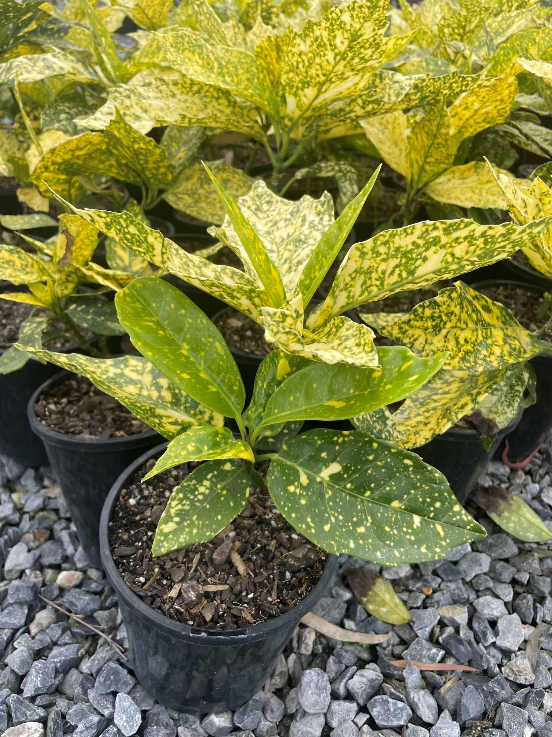 Buy Aucuba japonica Variegata | Adelaide Plant Co