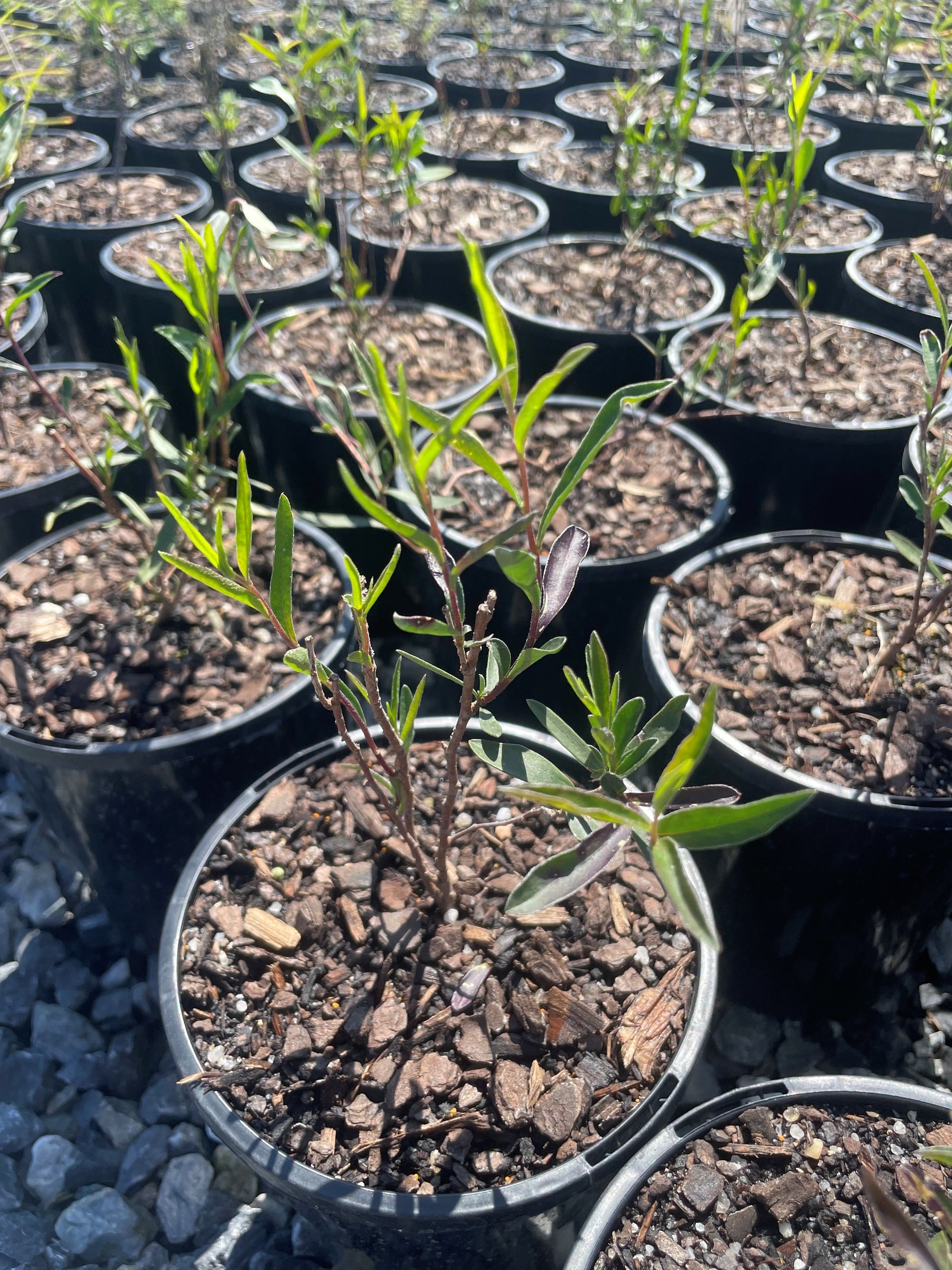 Buy Billardiera cymosa Sweet Apple Berry | Adelaide Plant Co