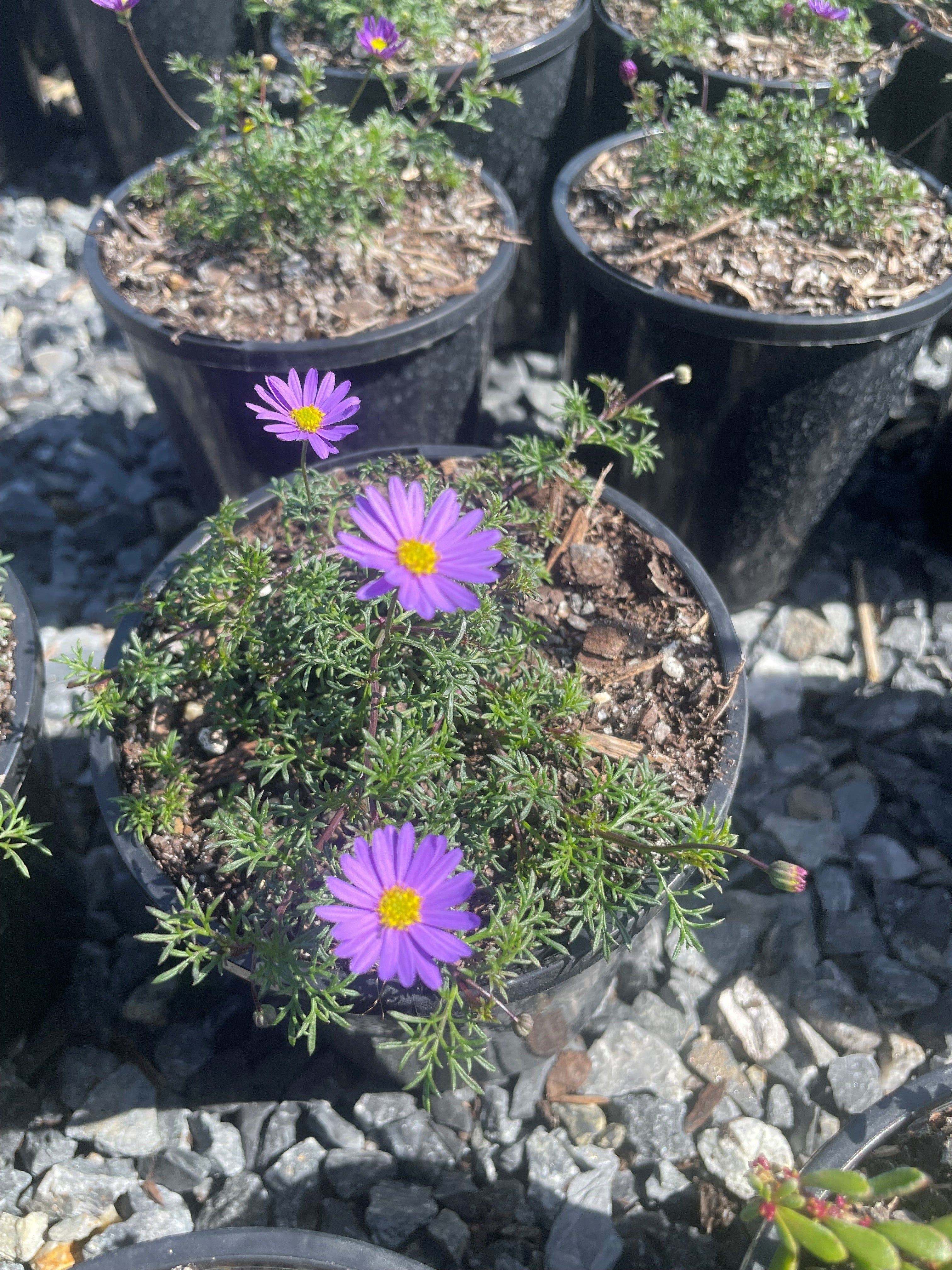 Buy Brachyscome multifida 'Break O Day' Rock Daisy | Adelaide Plant Co