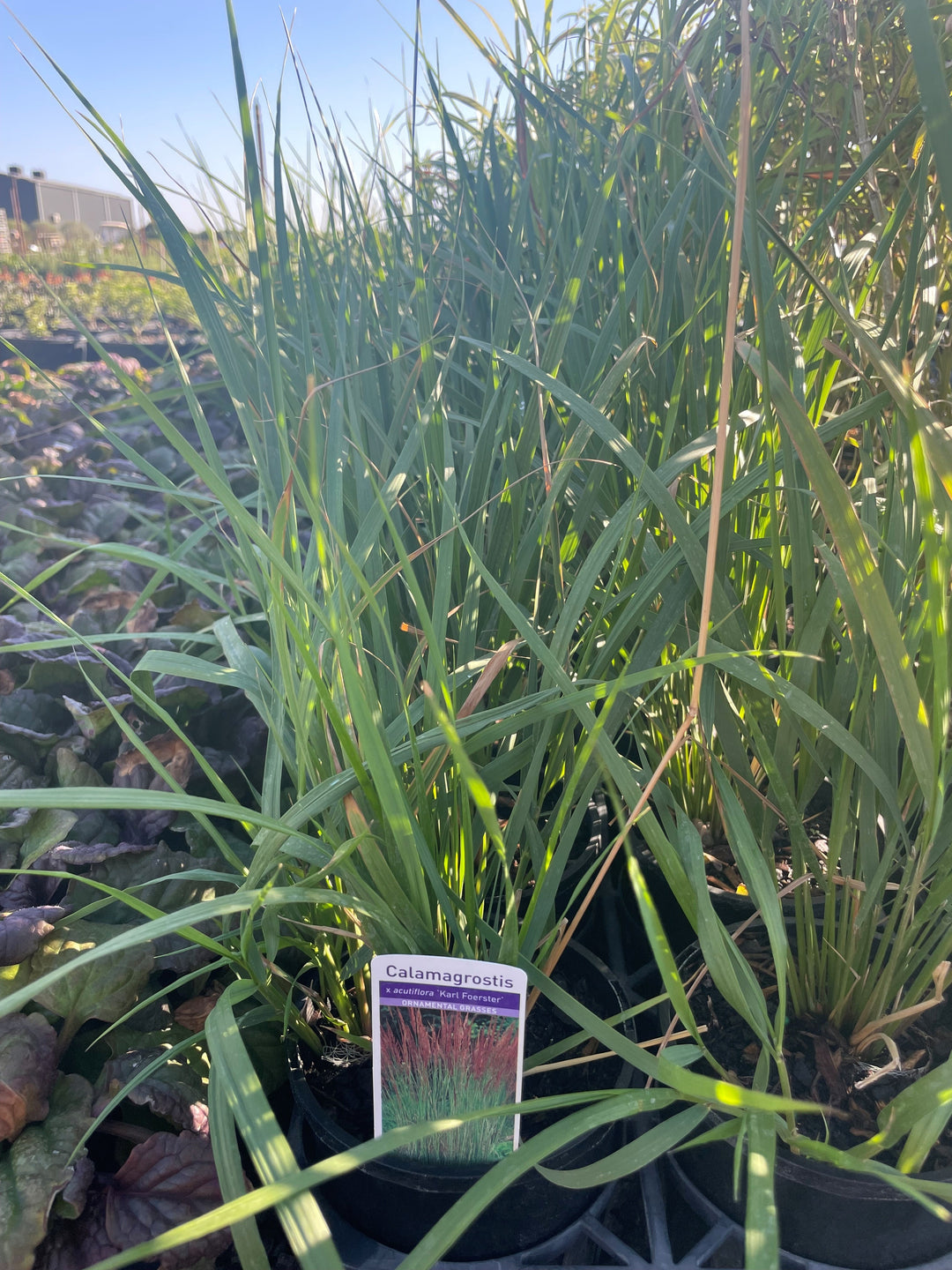 Buy Calamagrostis x acutiflora Karl Foerster Grass | Adelaide Plant Co