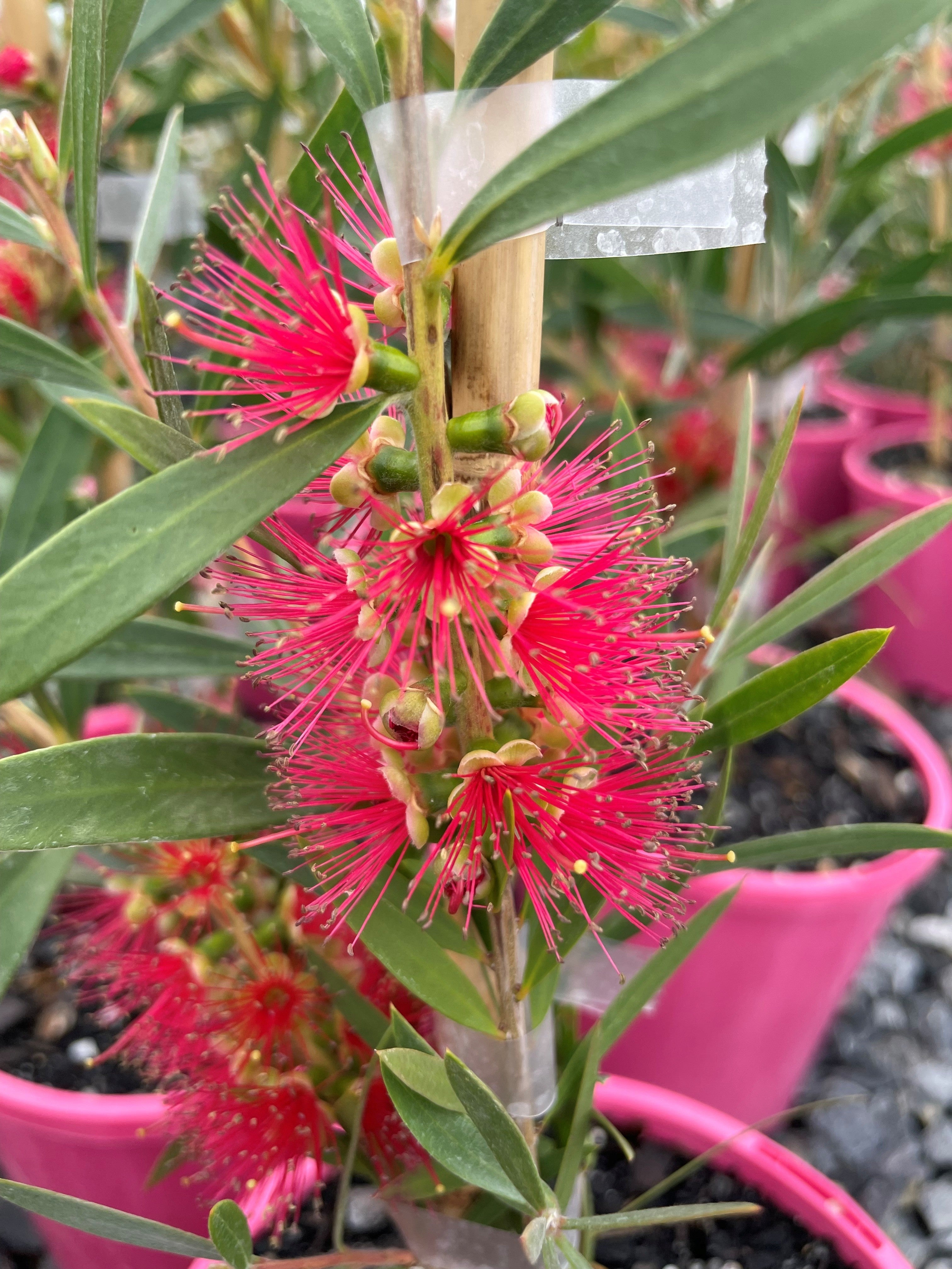 Buy Callistemon 'Candy Pink' Bottlebrush | Adelaide Plant Co