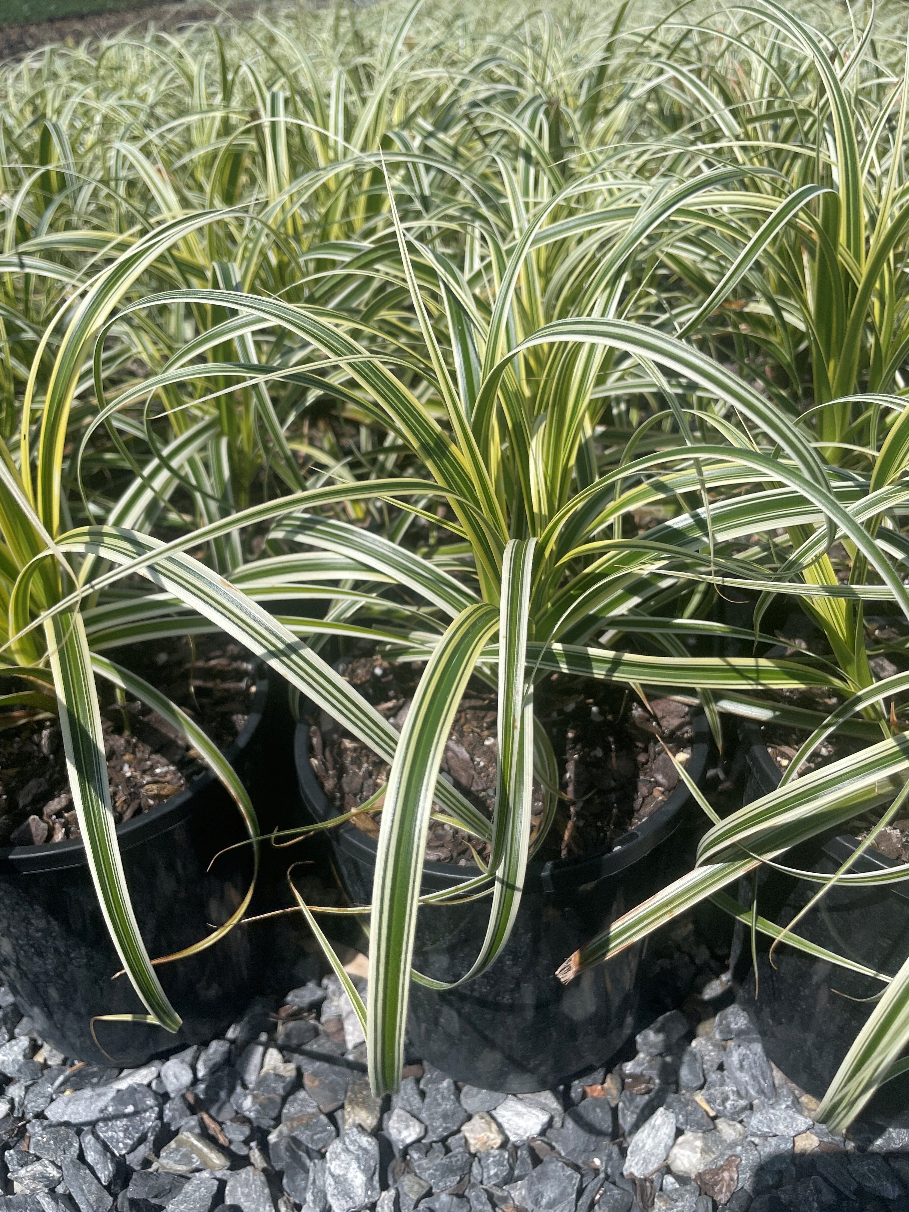 Buy Carex oshimensis Feather Falls Japanese Sedge | Adelaide Plant Co