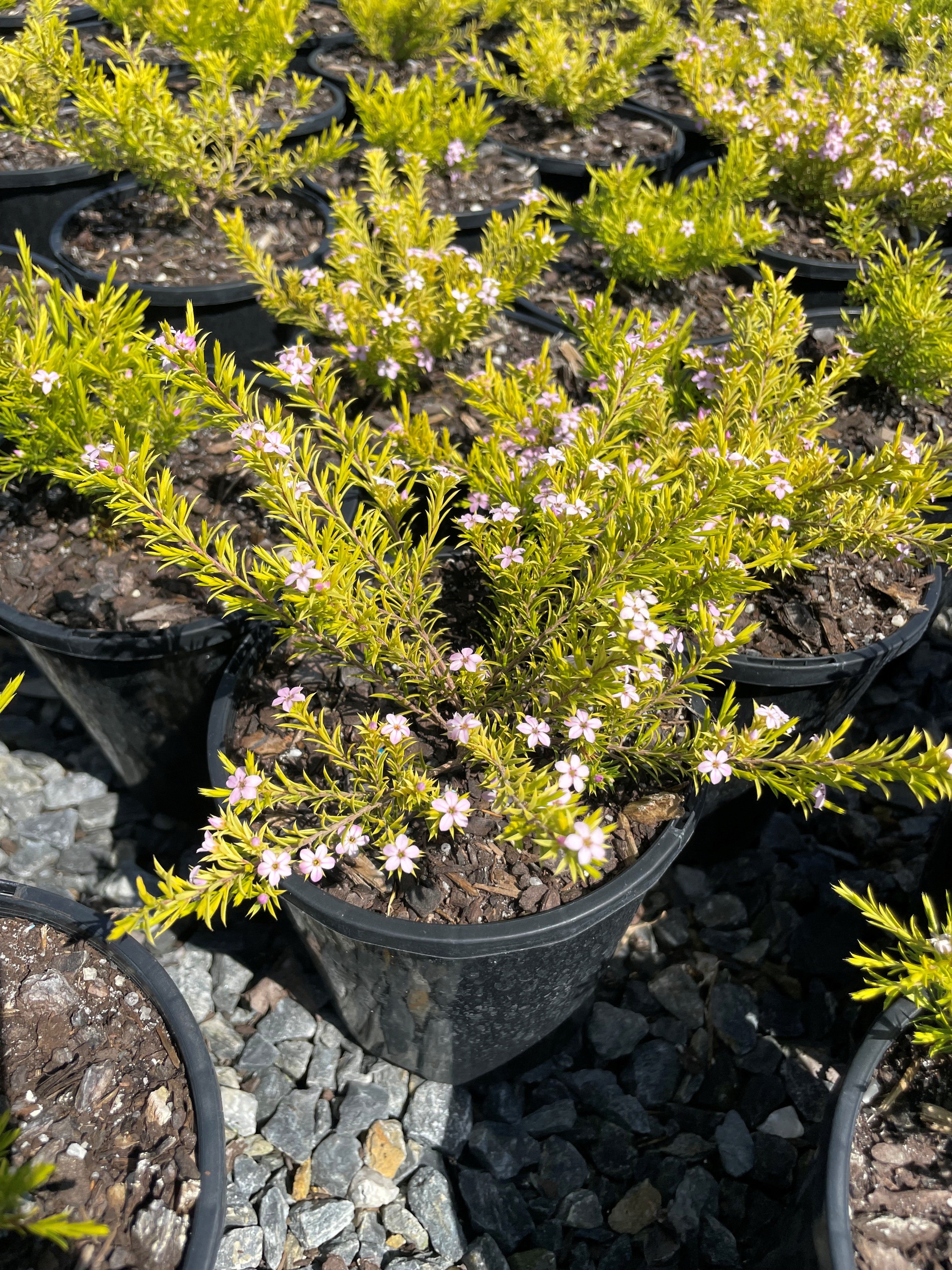 Buy Coleonema pulchrum 'Aurea' Golden Diosma Bush | Adelaide Plant Co