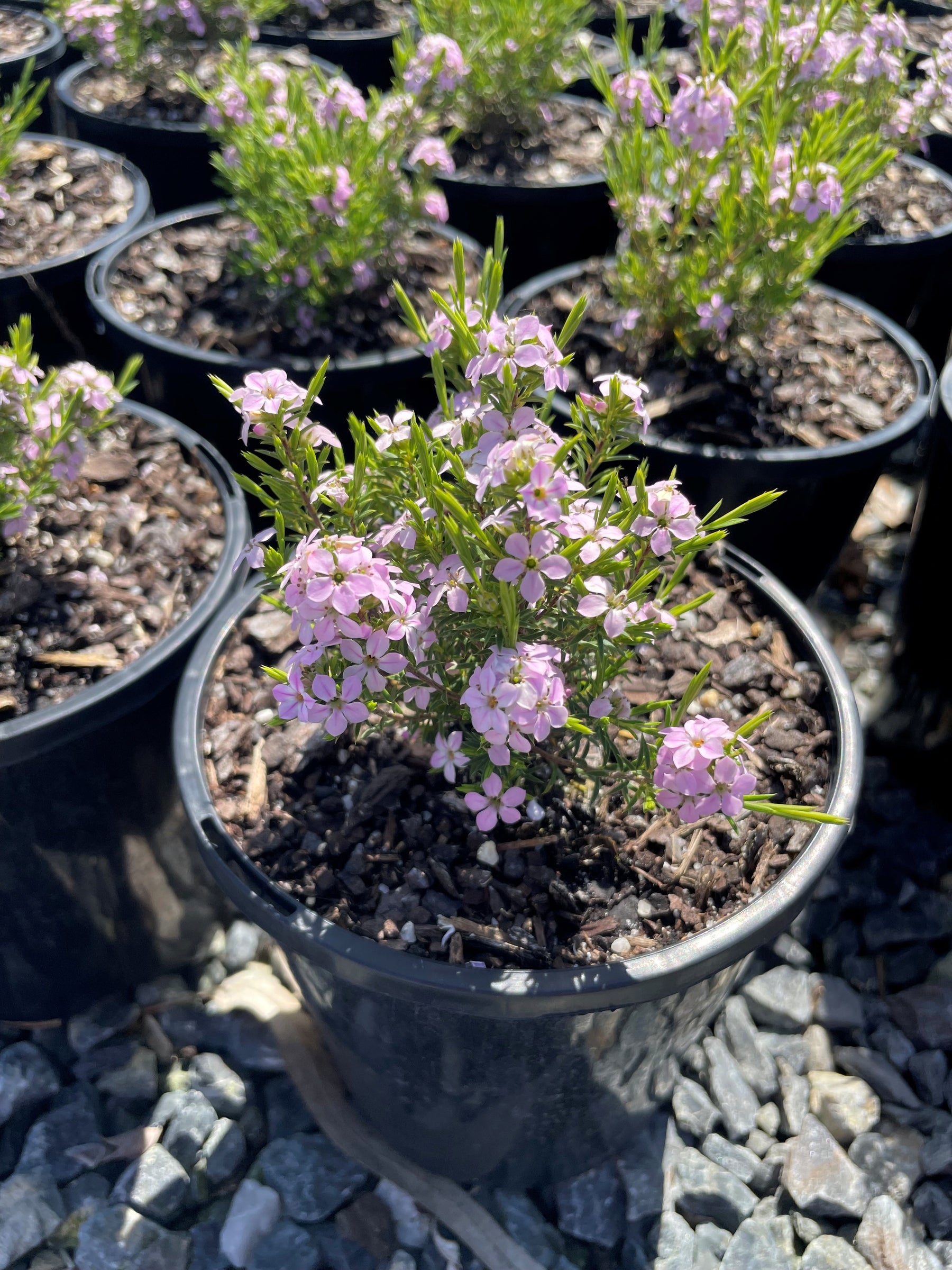 Buy Coleonema pulchrum Compactum Dwarf Pink Diosma | Adelaide Plant Co
