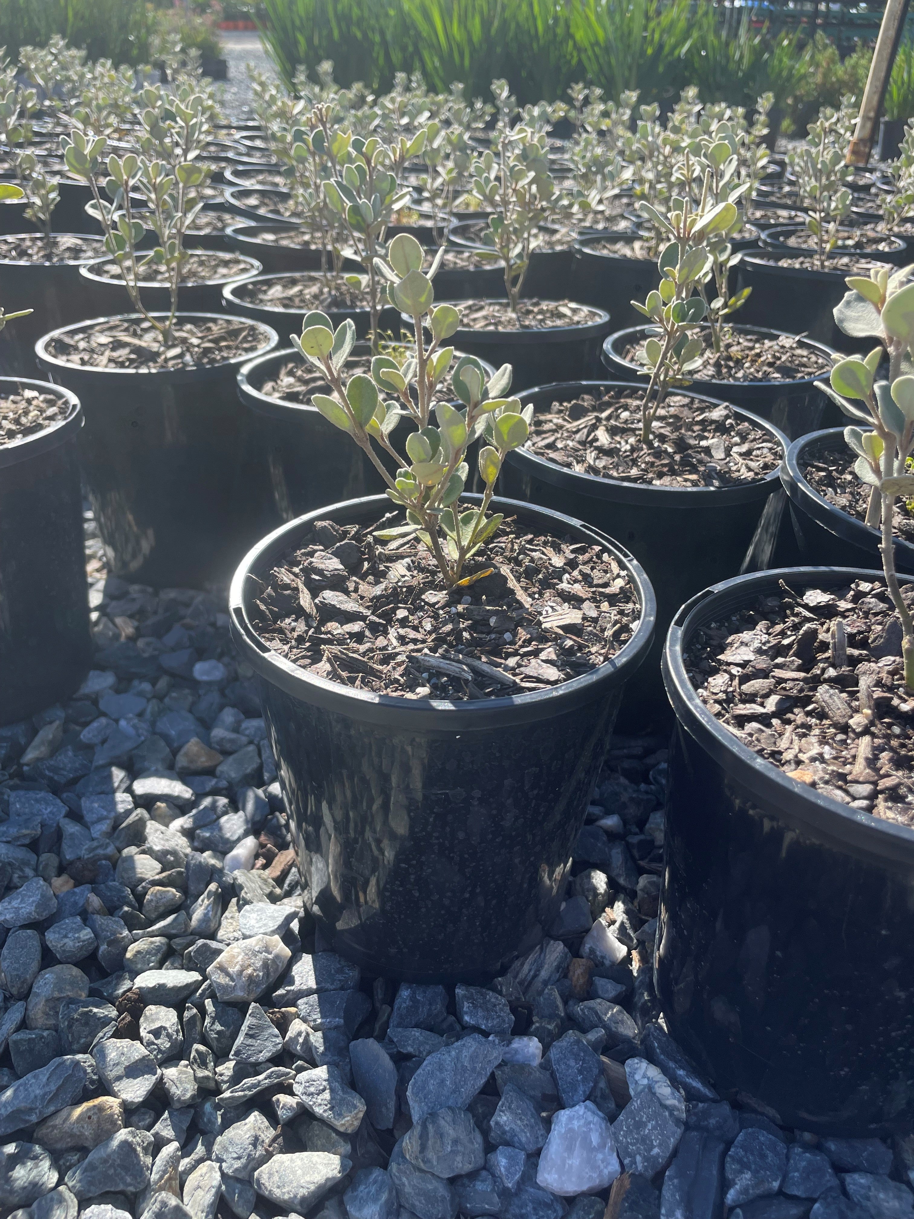 Buy Correa alba Compacta White Native Fuschia | Adelaide Plant Co