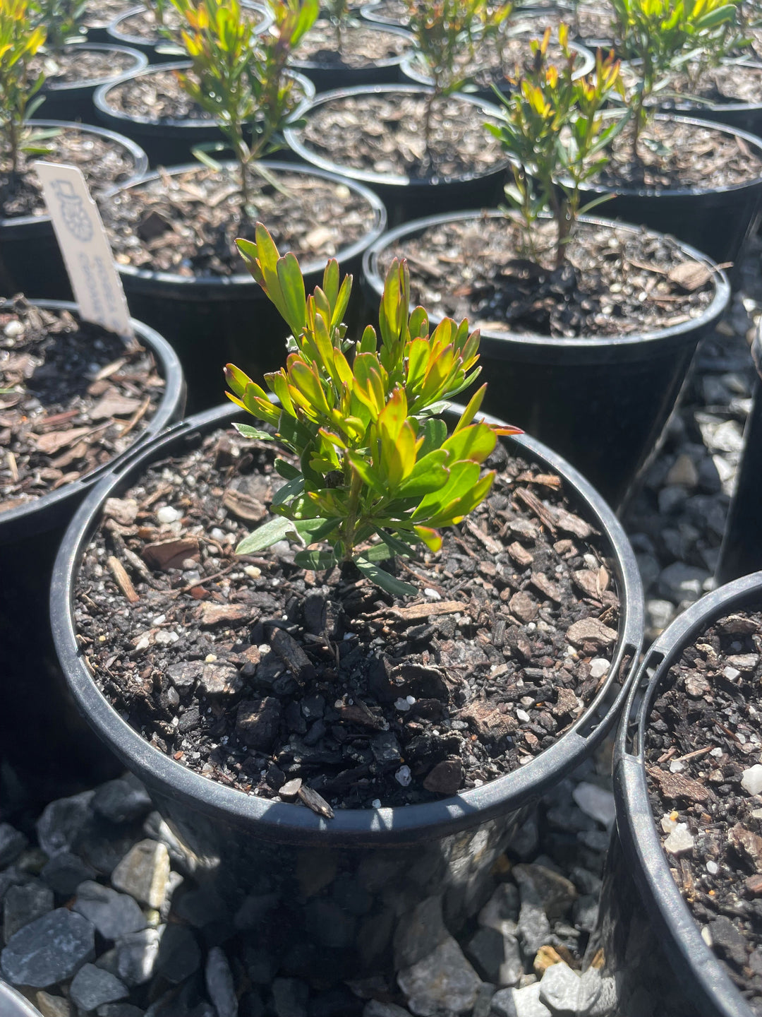Buy Crowea exalata 'Rosey Star' | Adelaide Plant Co