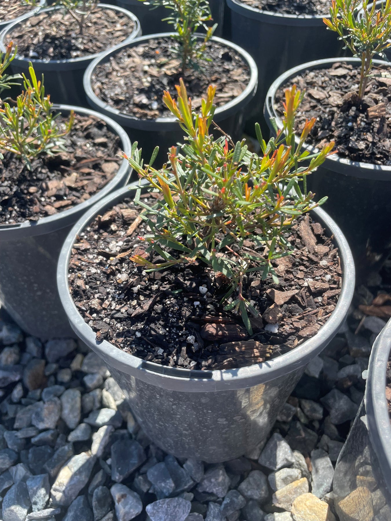 Buy Crowea exalata 'Stellarose' | Adelaide Plant Co