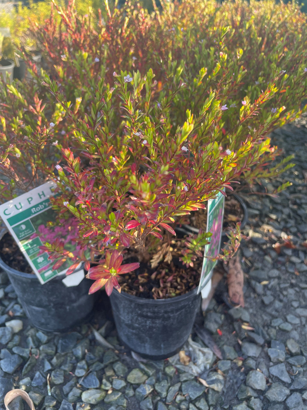 Buy Cuphea hyssopifolia 'Violet' Mexican Heather | Adelaide Plant Co