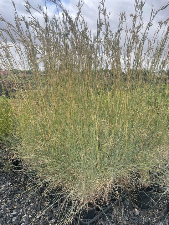 Buy Cymbopogon ambiguus Native Lemon Grass | Adelaide Plant Co