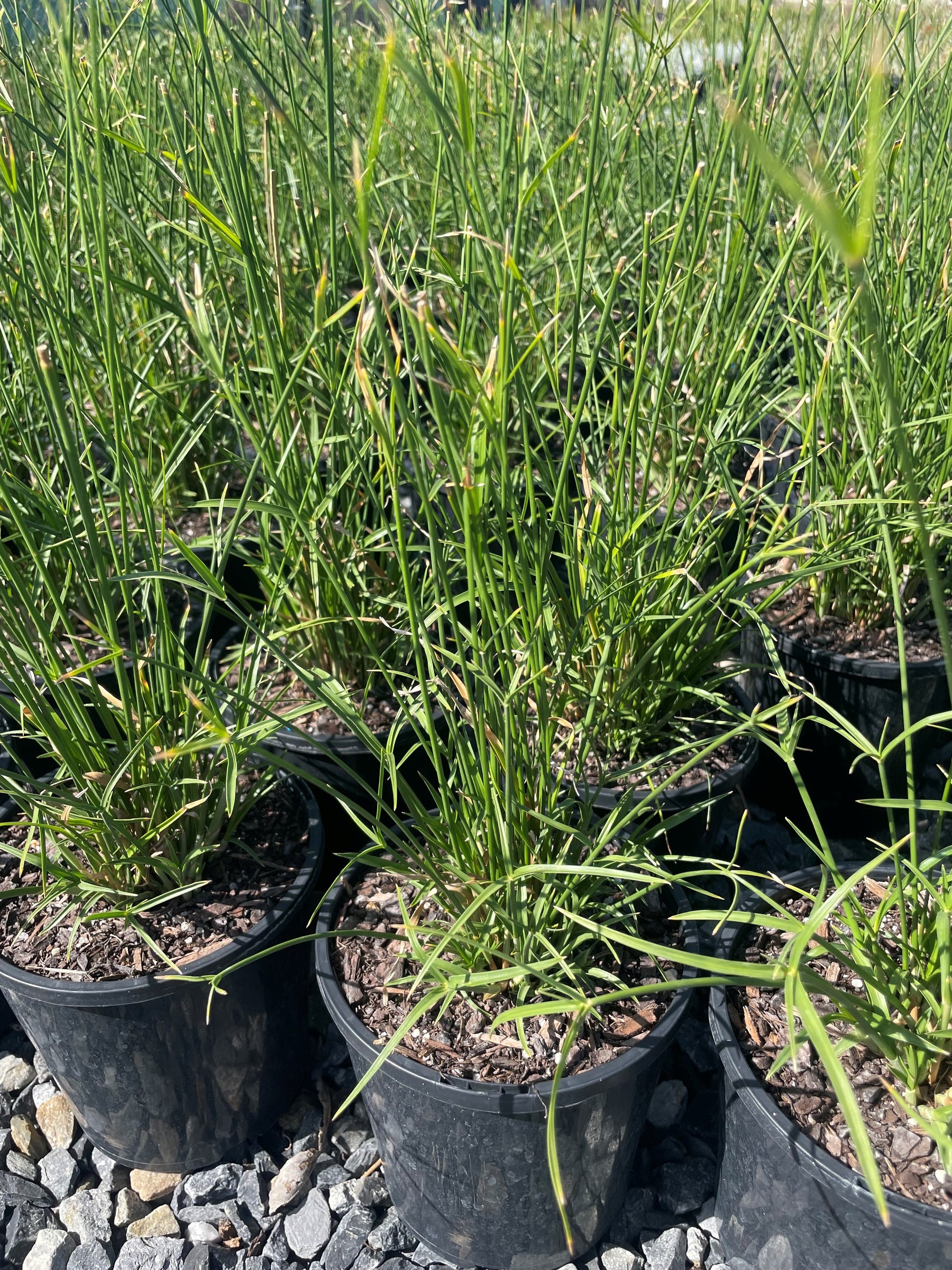 Buy Cyperus vaginatus Stiff Flat Leaf Sedge | Adelaide Plant Co