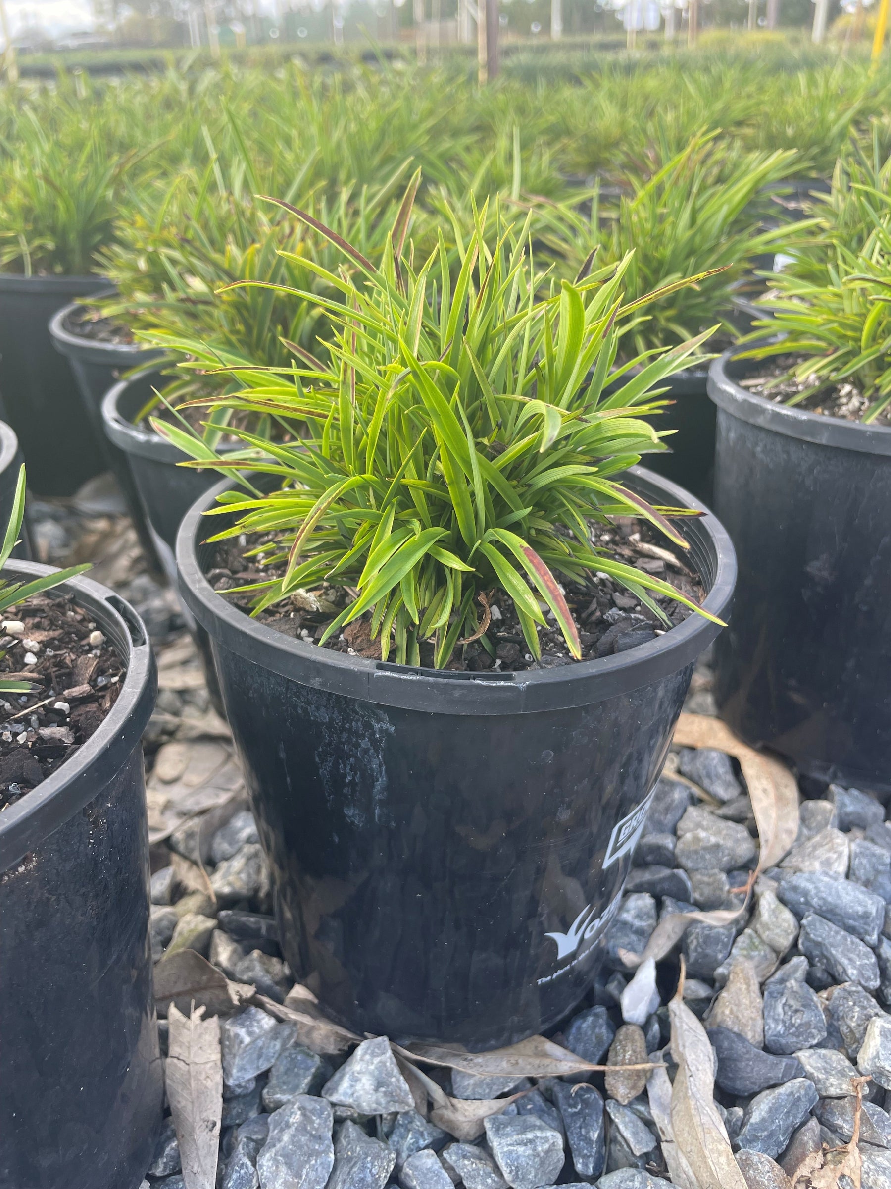Buy Dianella caerulea 'Little Jess' Flax Lily | Adelaide Plant Co
