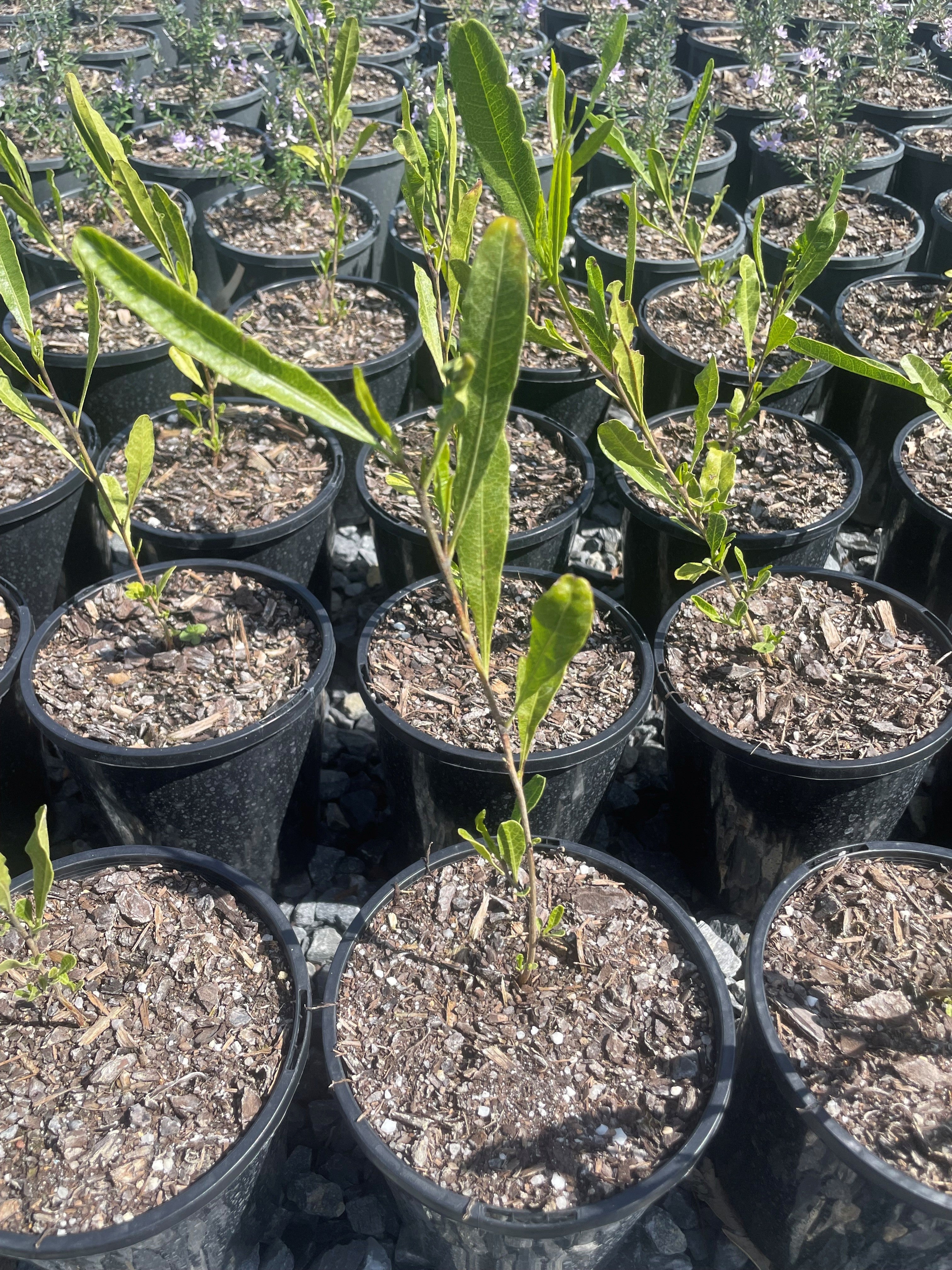Buy Dodonaea Viscosa Sticky Native Hop Bush | Adelaide Plant Co