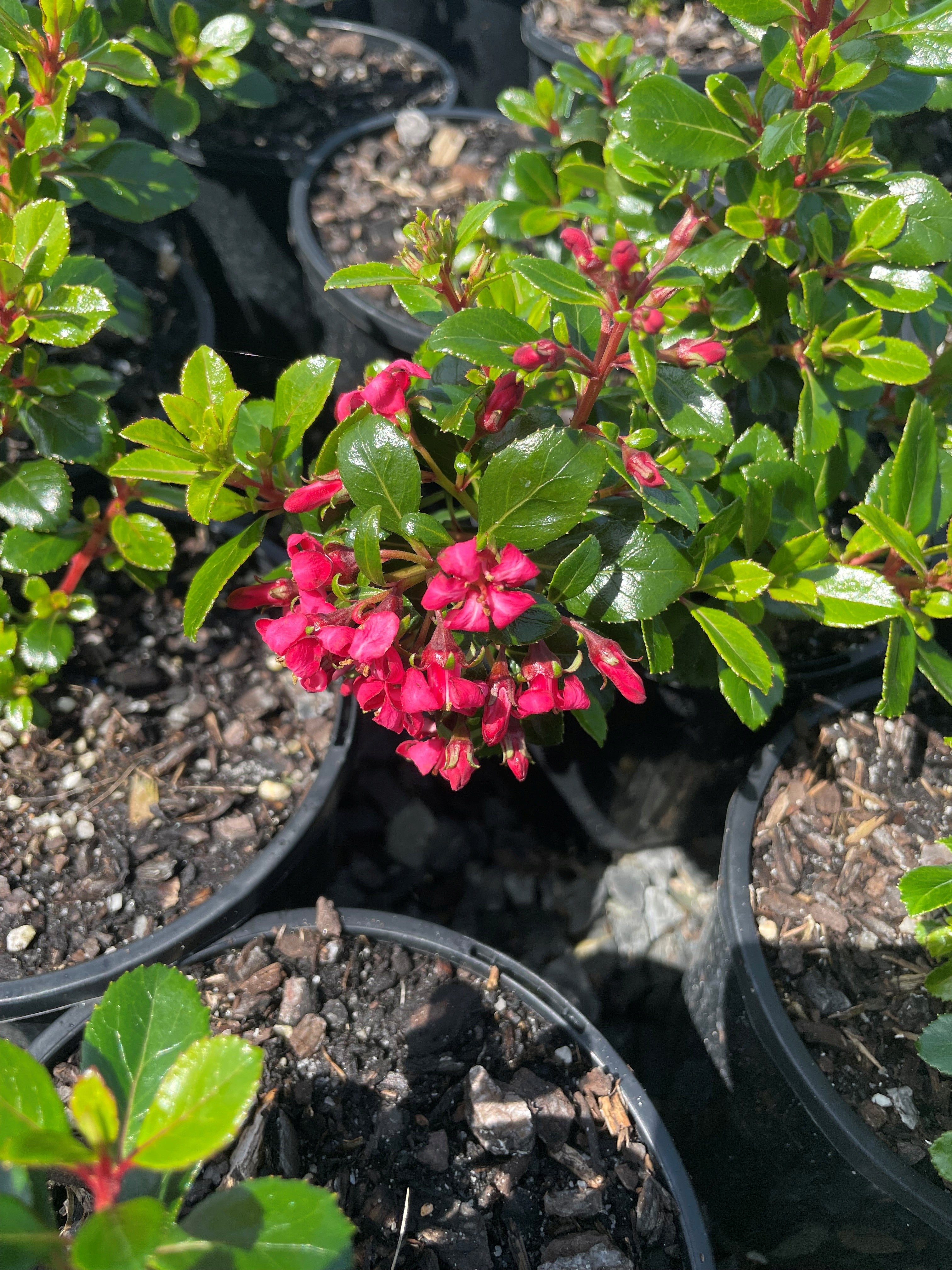 Buy Escallonia macrantha 'Pink Pixie' Dwarf | Adelaide Plant Co