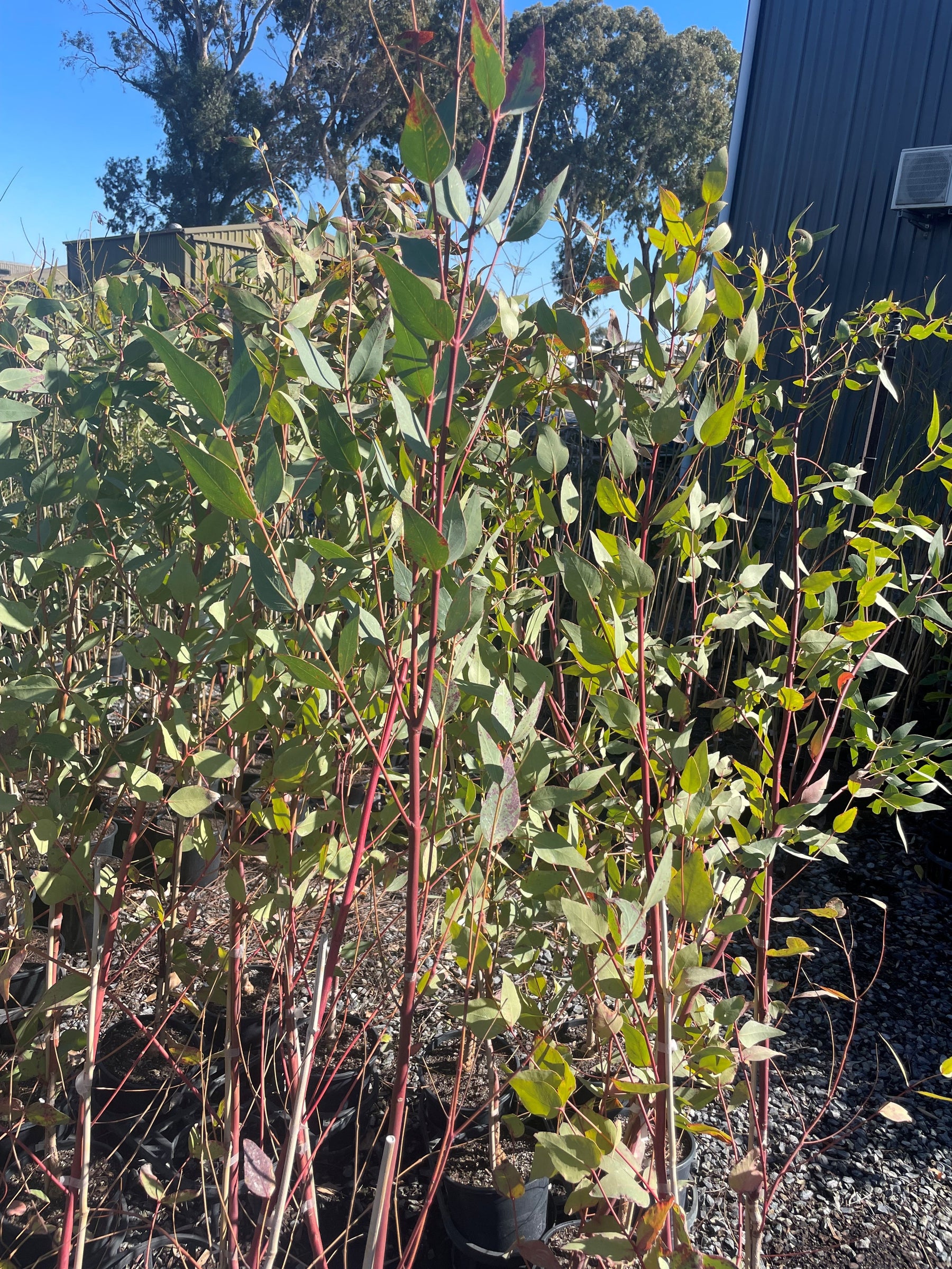 Buy Eucalyptus leucoxylon rosea Pink Red Yellow Gum| Adelaide Plant Co
