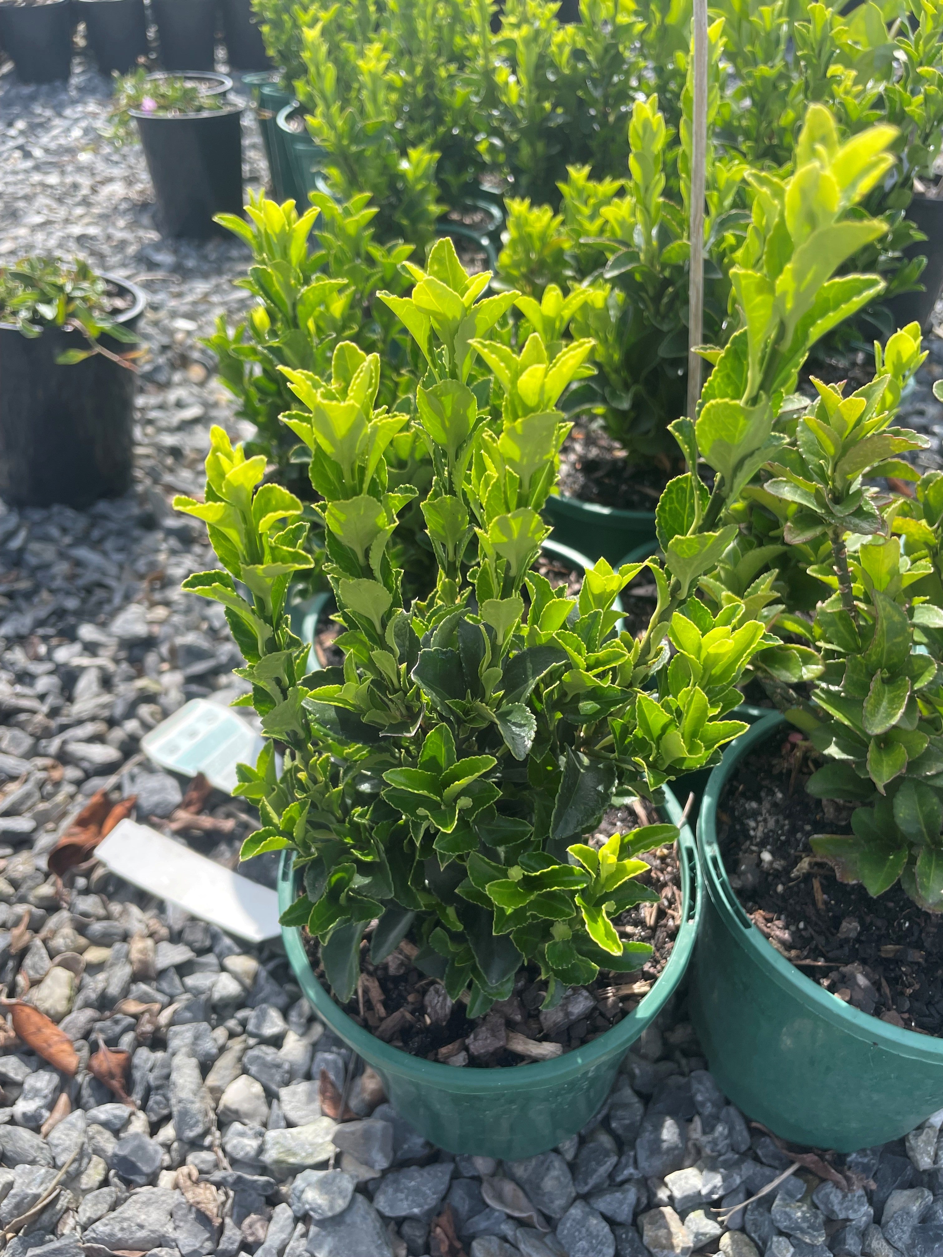 Buy Euonymus japonicus 'Green Rocket' Spindle Bush | Adelaide Plant Co