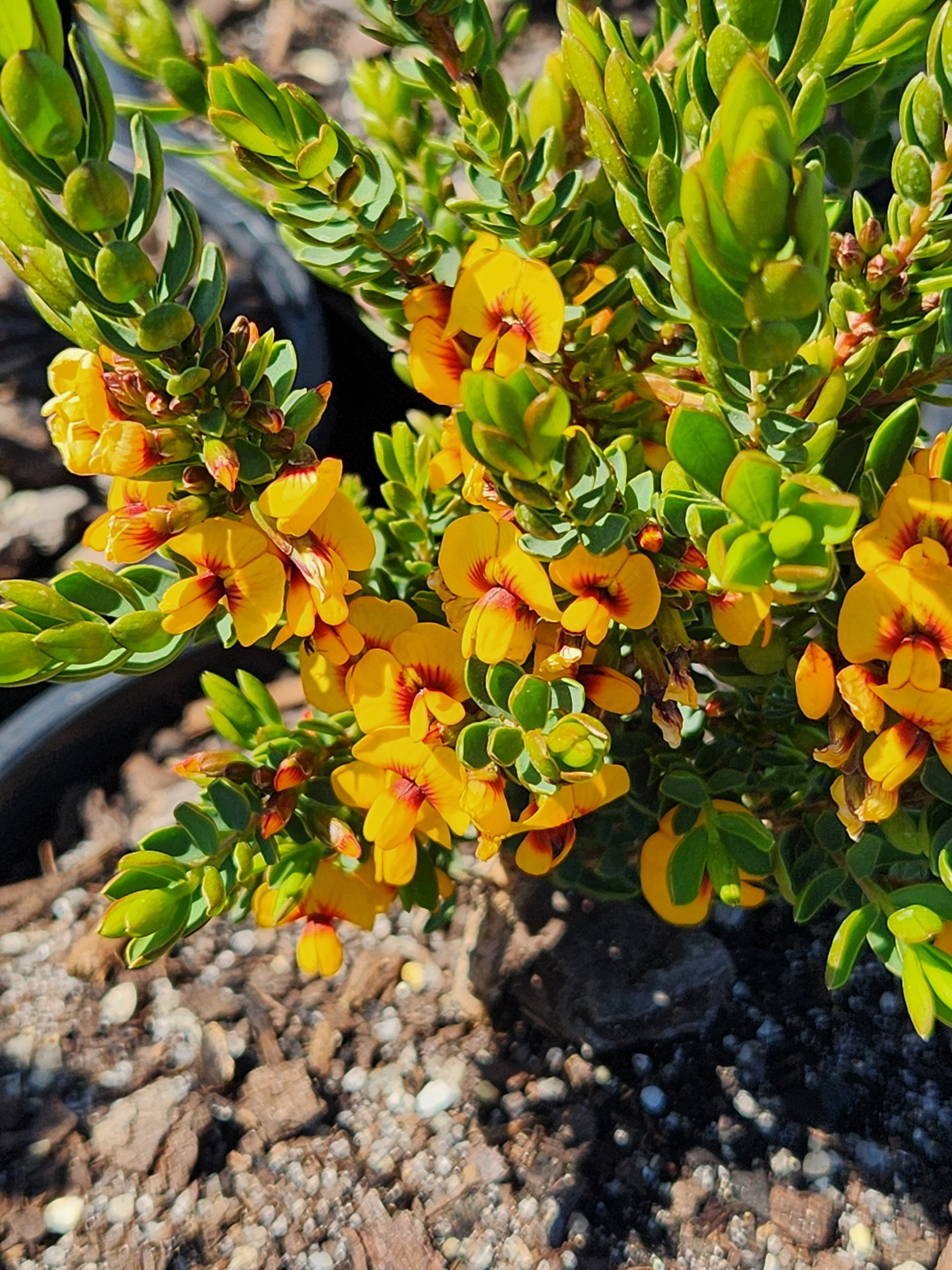Buy Eutaxia obovata nana Egg and Bacon Plant Beacon| Adelaide Plant Co