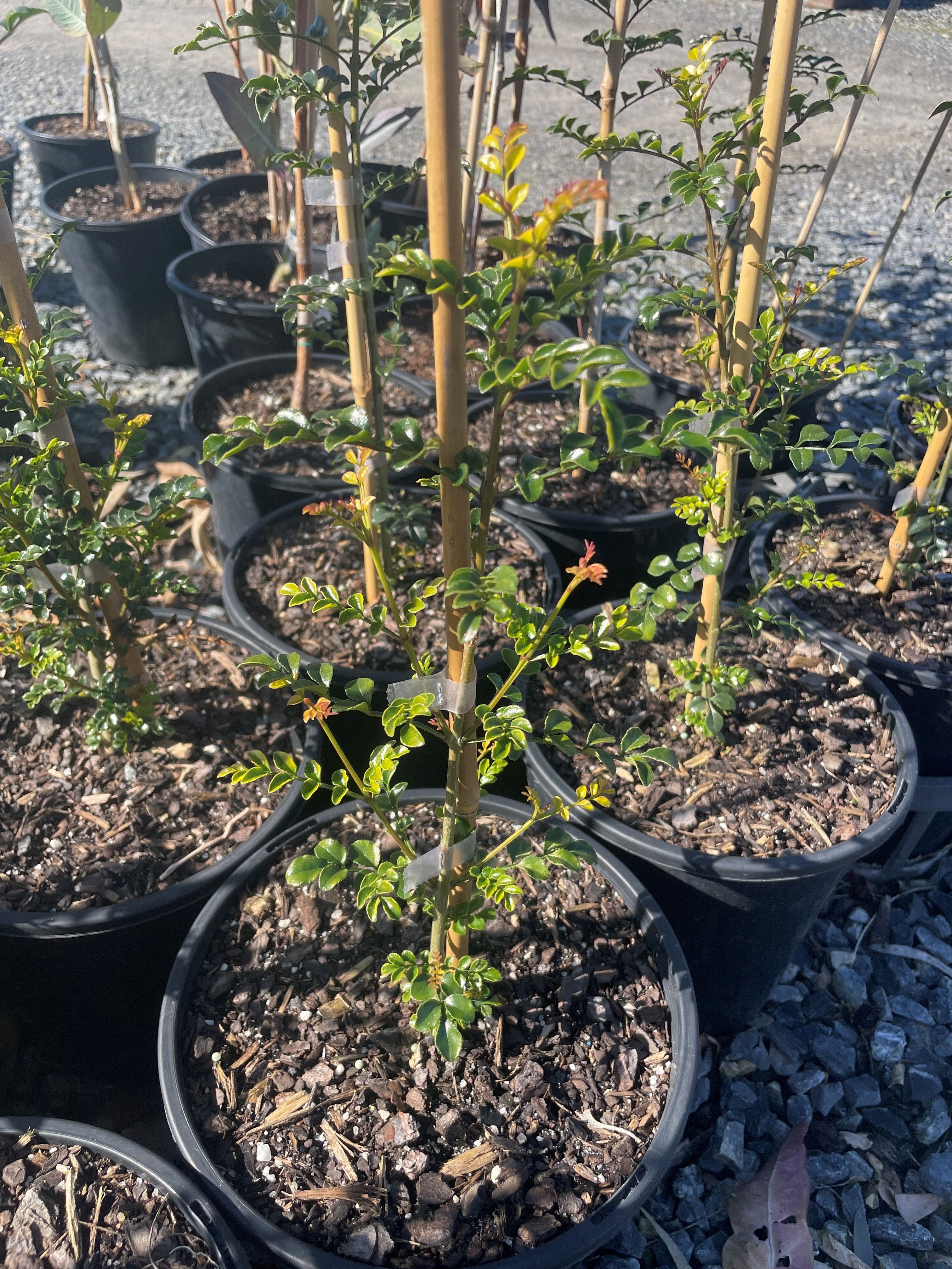 Buy Fraxinus griffithii | Adelaide Plant Co
