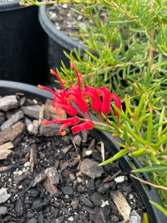 Buy Grevillea hybrid 'Legacy Flame' | Adelaide Plant Co
