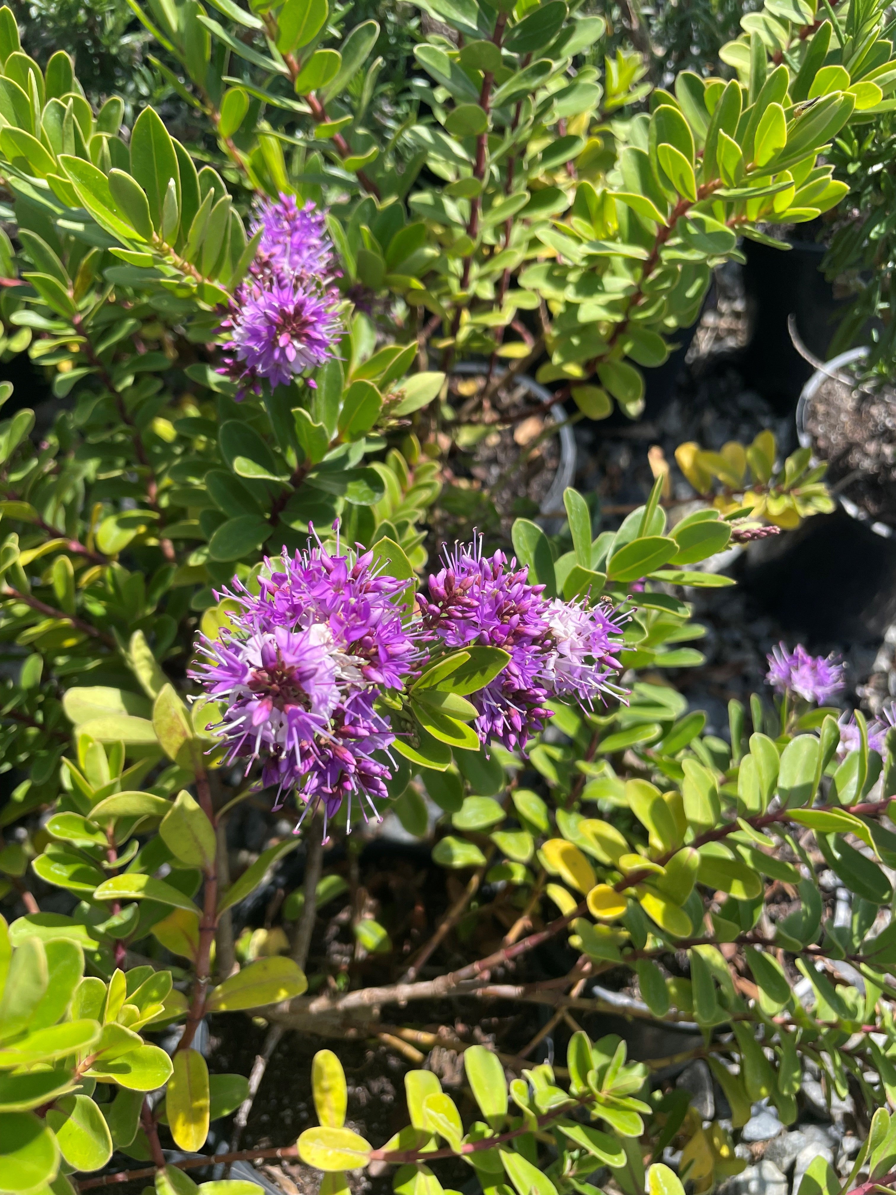 Buy Hebe diosmifolia x speciosa 'Inspiration' | Adelaide Plant Co