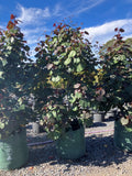 Buy Hibiscus tiliaceus Rubra Red Cottonwood | Adelaide Plant Co