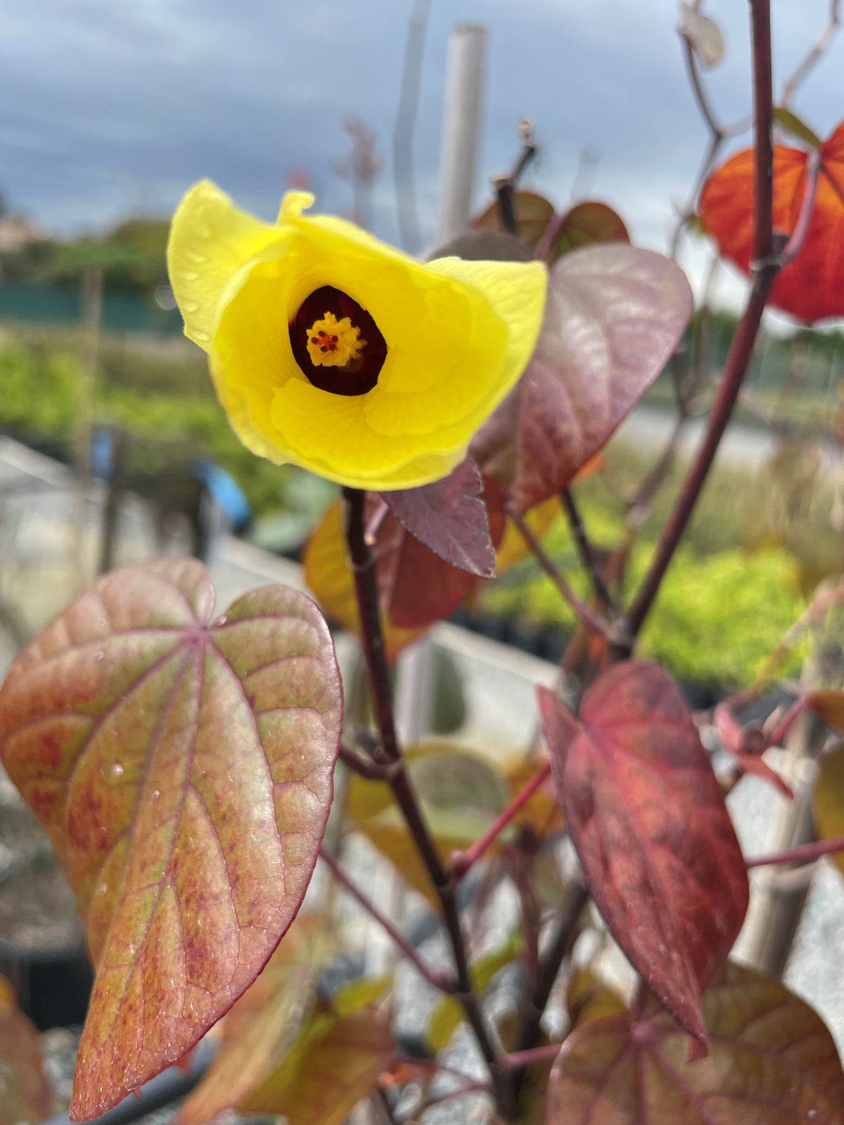 Buy Hibiscus tiliaceus Rubra Red Cottonwood | Adelaide Plant Co