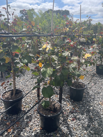 Buy Hibiscus tiliaceus Rubra Red Cottonwood | Adelaide Plant Co