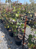 Buy Hibiscus tiliaceus Rubra Red Cottonwood | Adelaide Plant Co