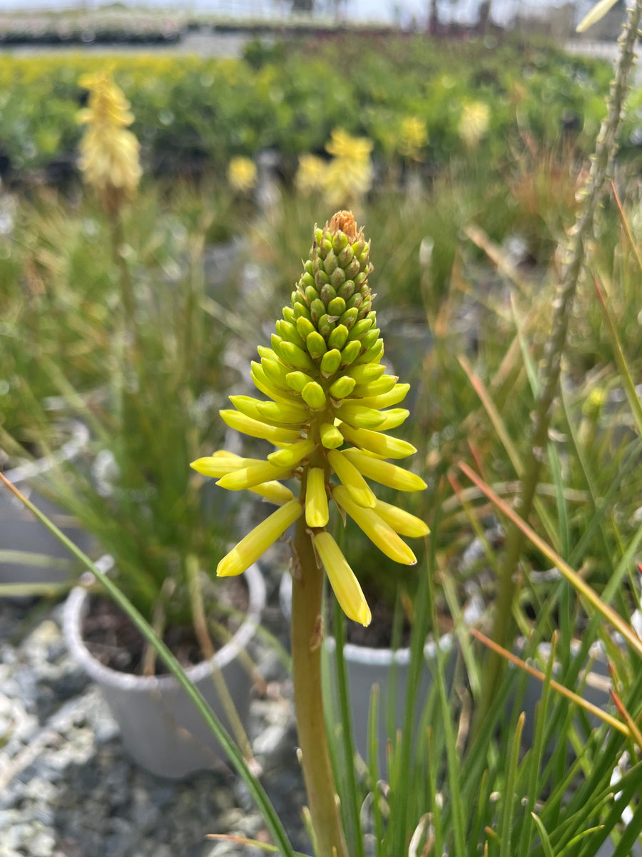 Buy Kniphofia hybrida 'Poco Citron' Red Hot Poker | Adelaide Plant Co