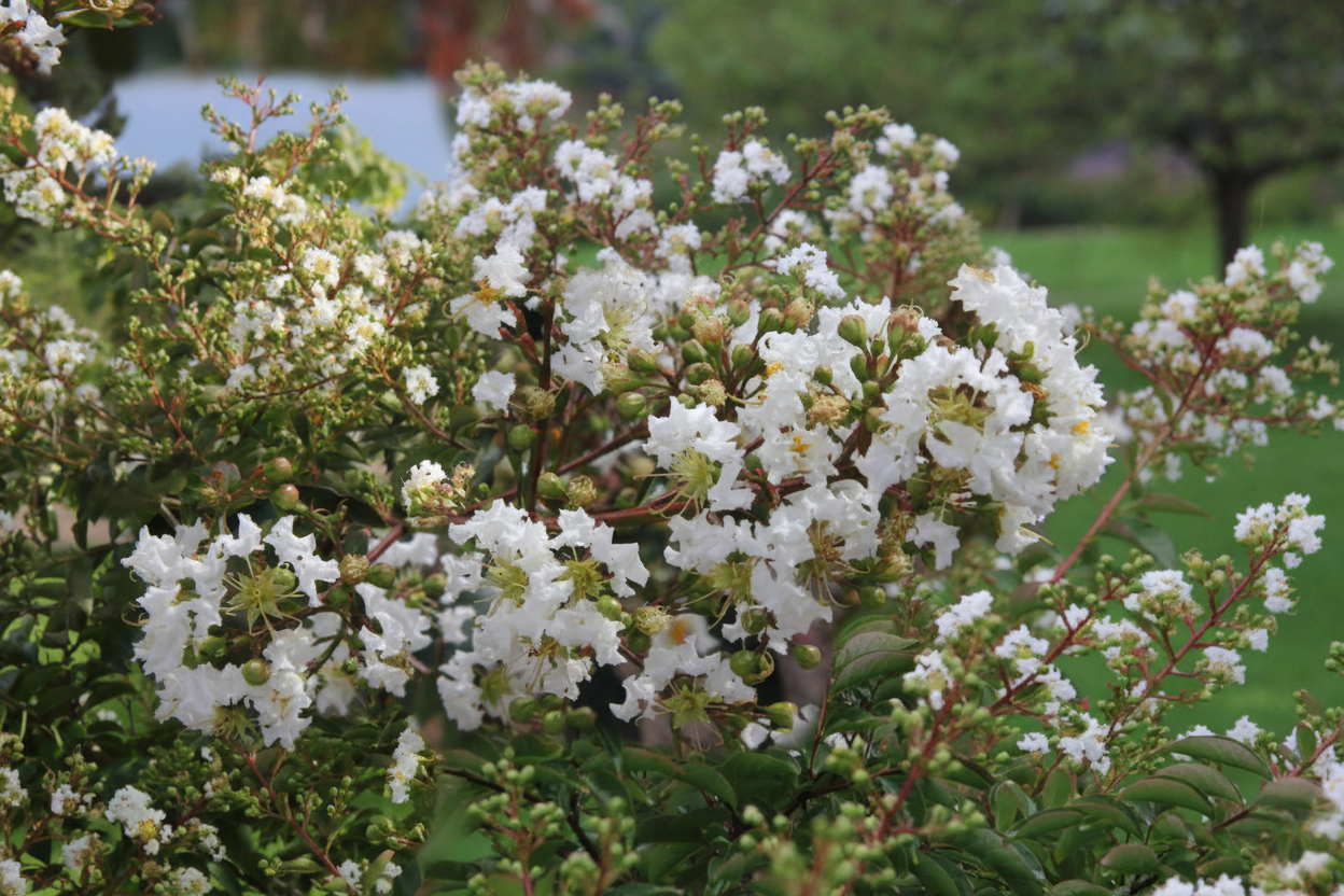 Buy Lagerstroemia fauriei 'Kiowa' Crepe Myrtle | Adelaide Plant Co