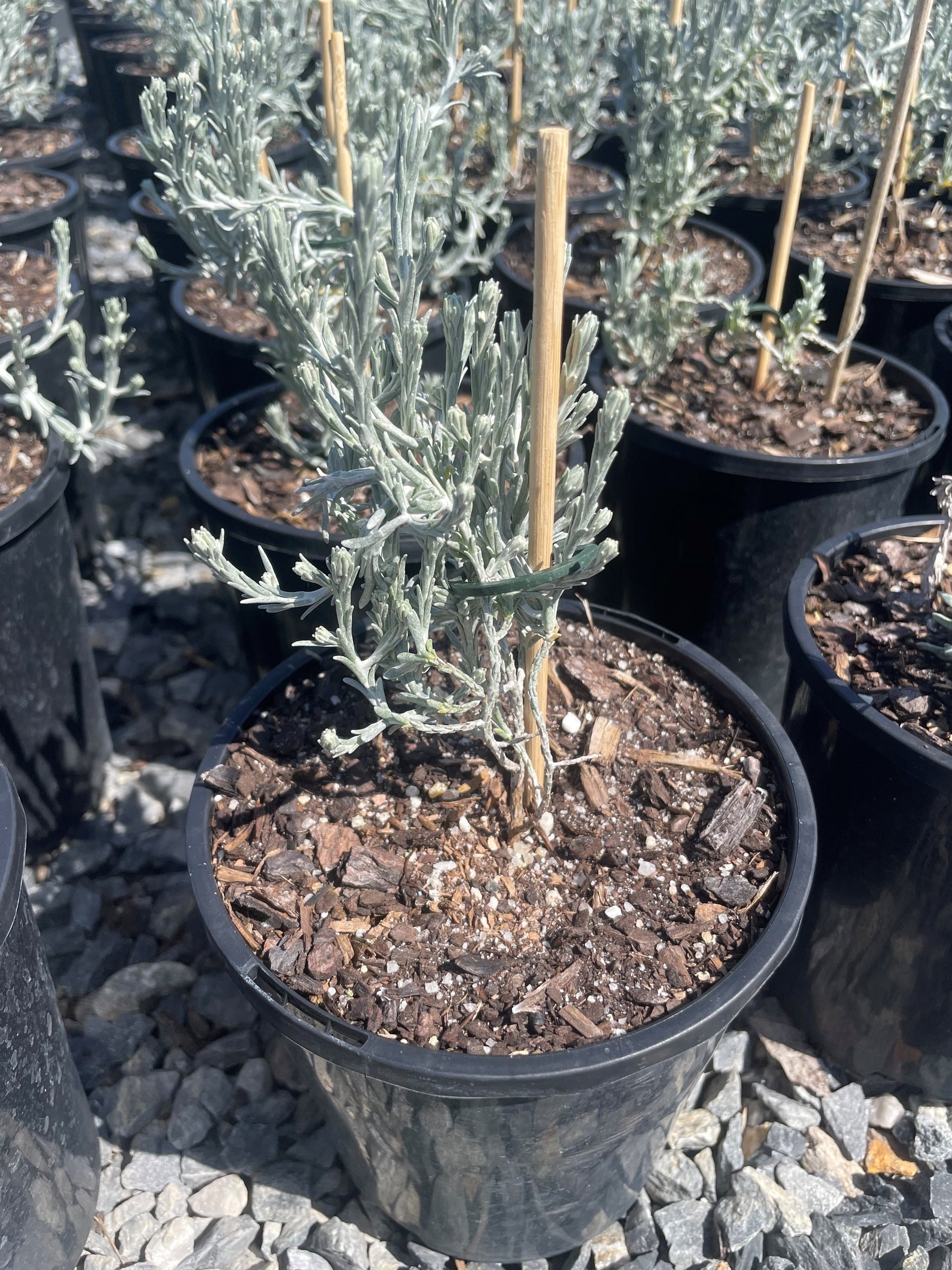 Buy Leucophyta brownii Silver Cushion Bush | Adelaide Plant Co