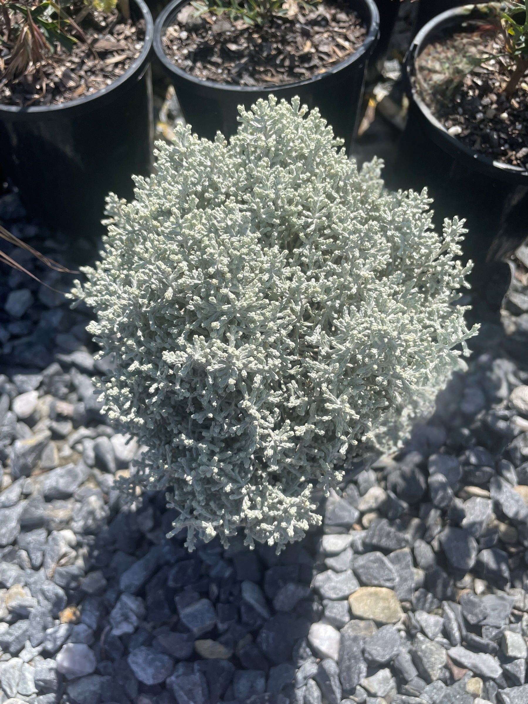 Buy Leucophyta Brownii Silver Nugget Cushion Bush | Adelaide Plant Co