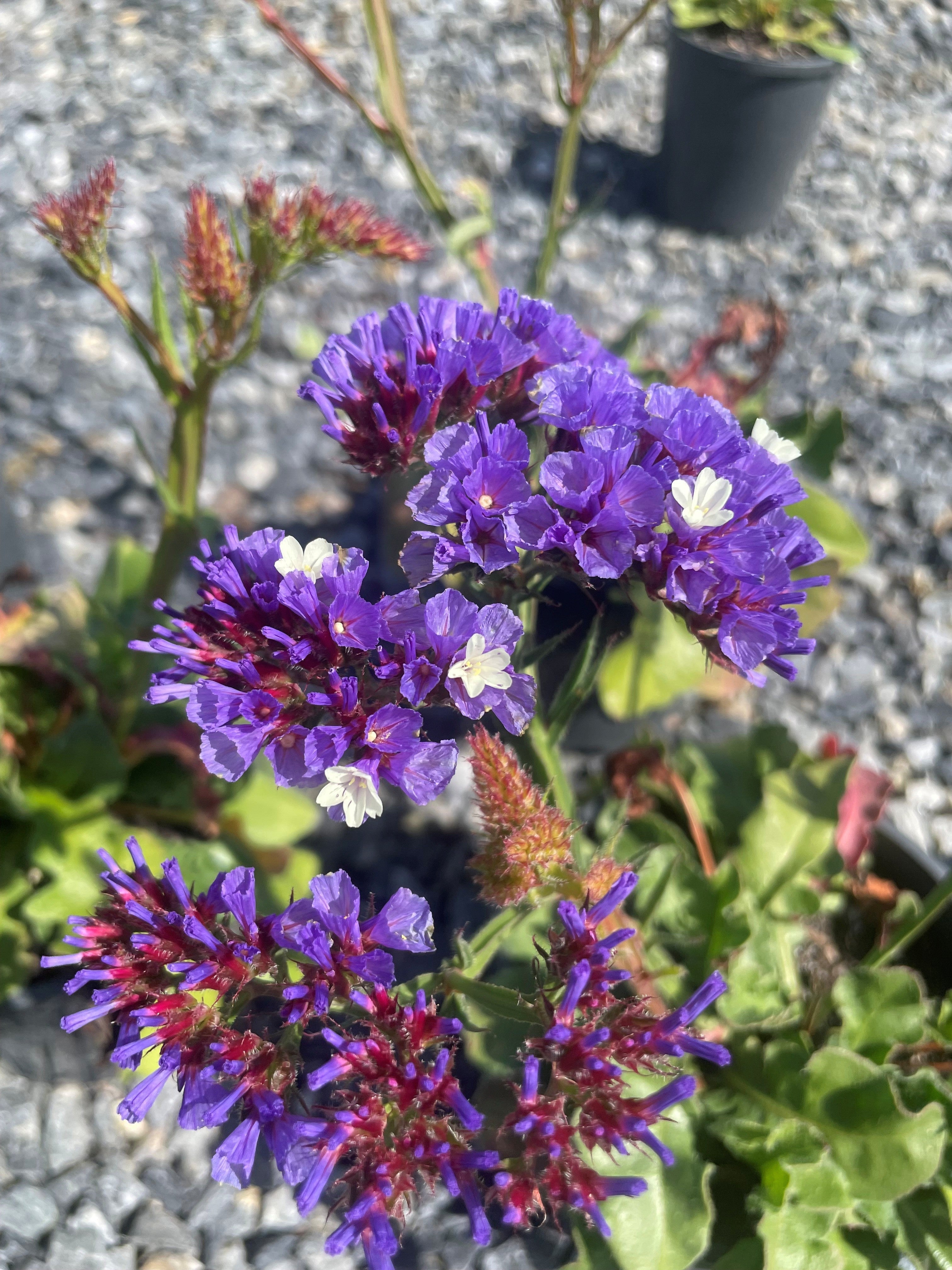 Buy Limonium Sinuatum 'Sinzee Deep Blue' Statice | Adelaide Plant Co
