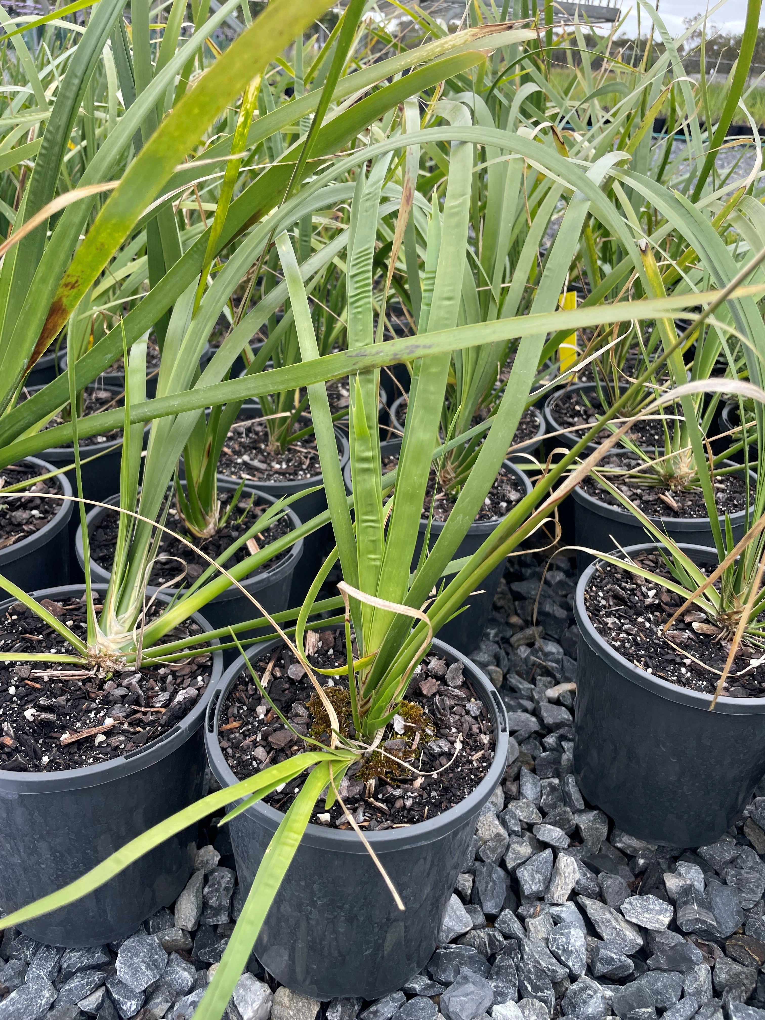 Buy Lomandra hystrix River Green Mat Rush | Adelaide Plant Co