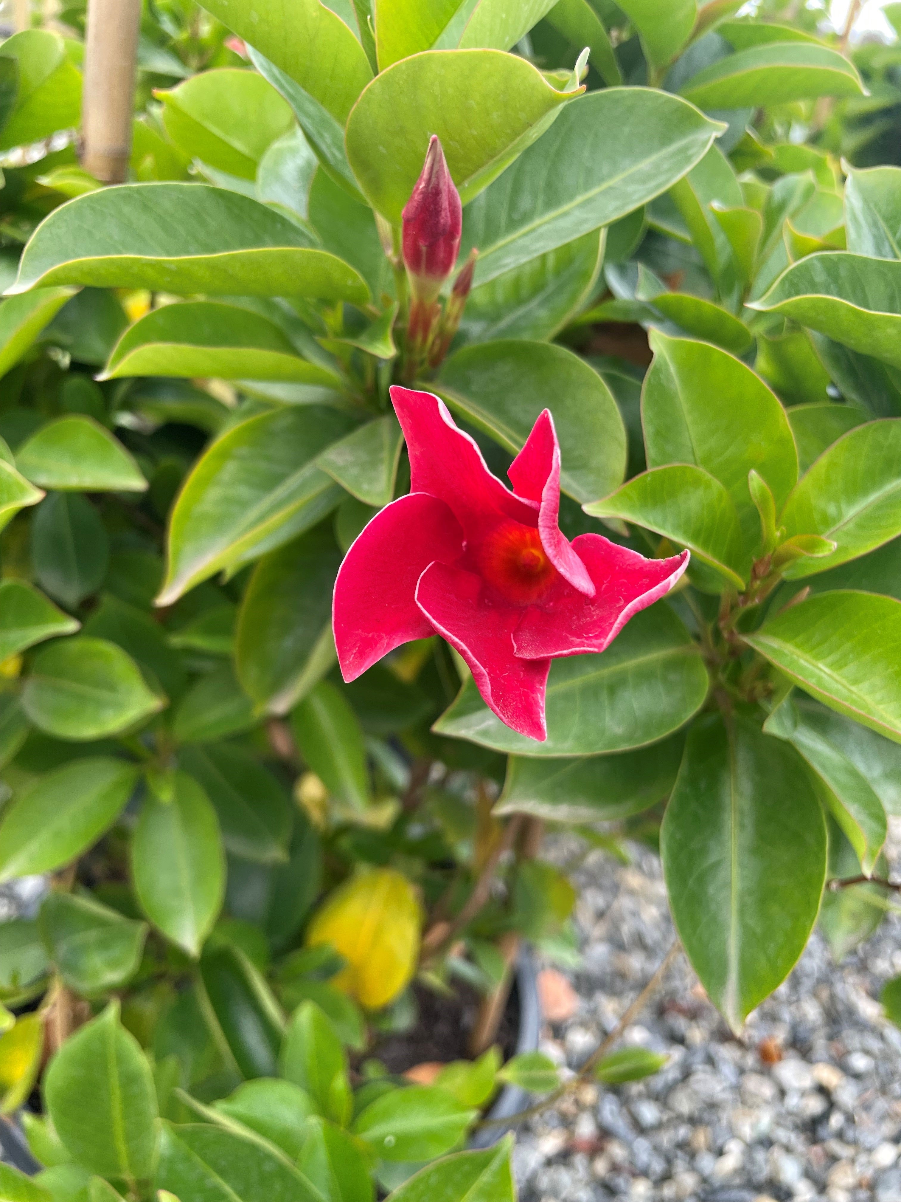 Buy Mandevilla hybrid 'Aloha Red' | Adelaide Plant Co