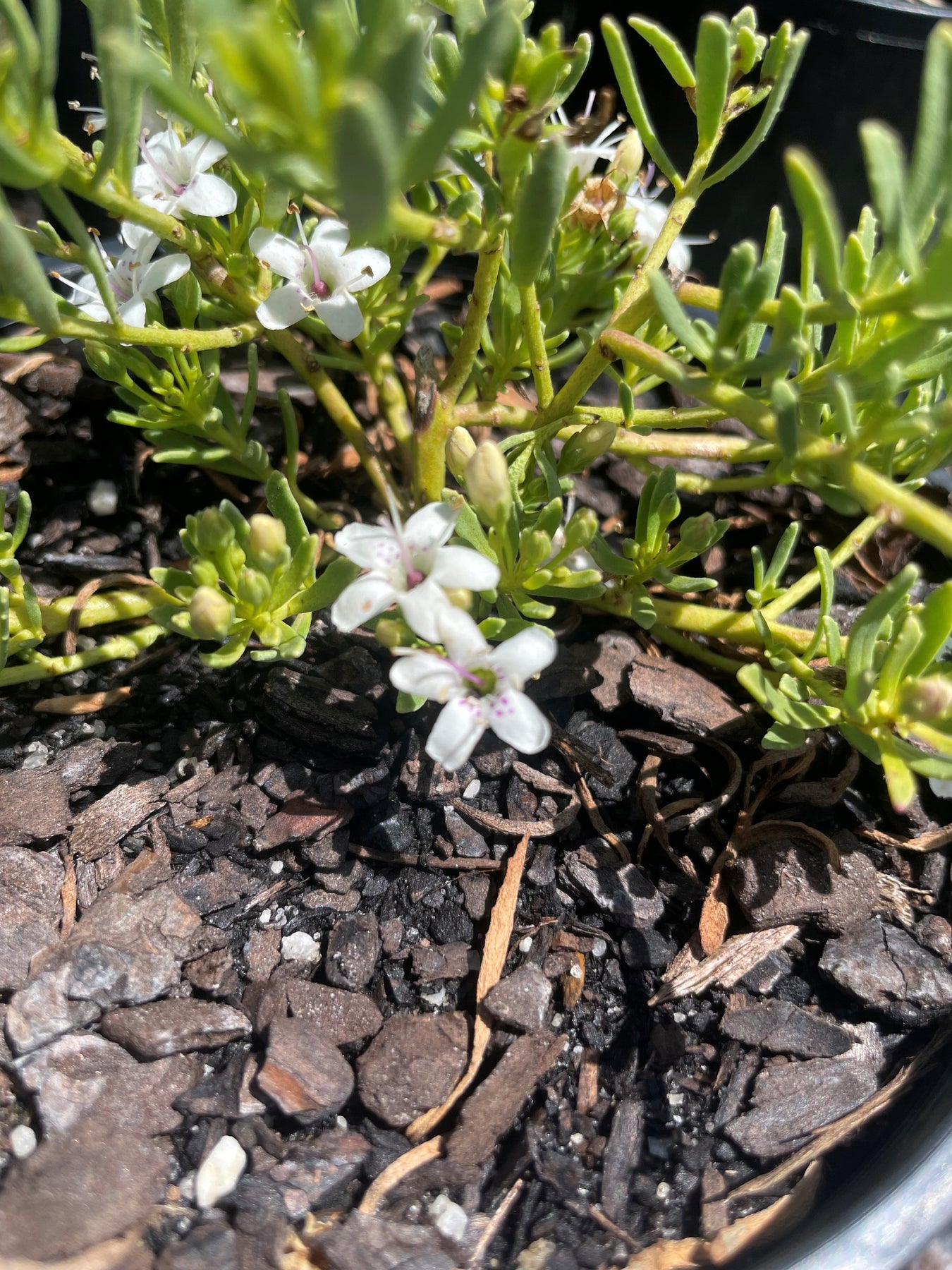Buy Myoporum parvifolium 'Broad Leaf White' | Adelaide Plant Co
