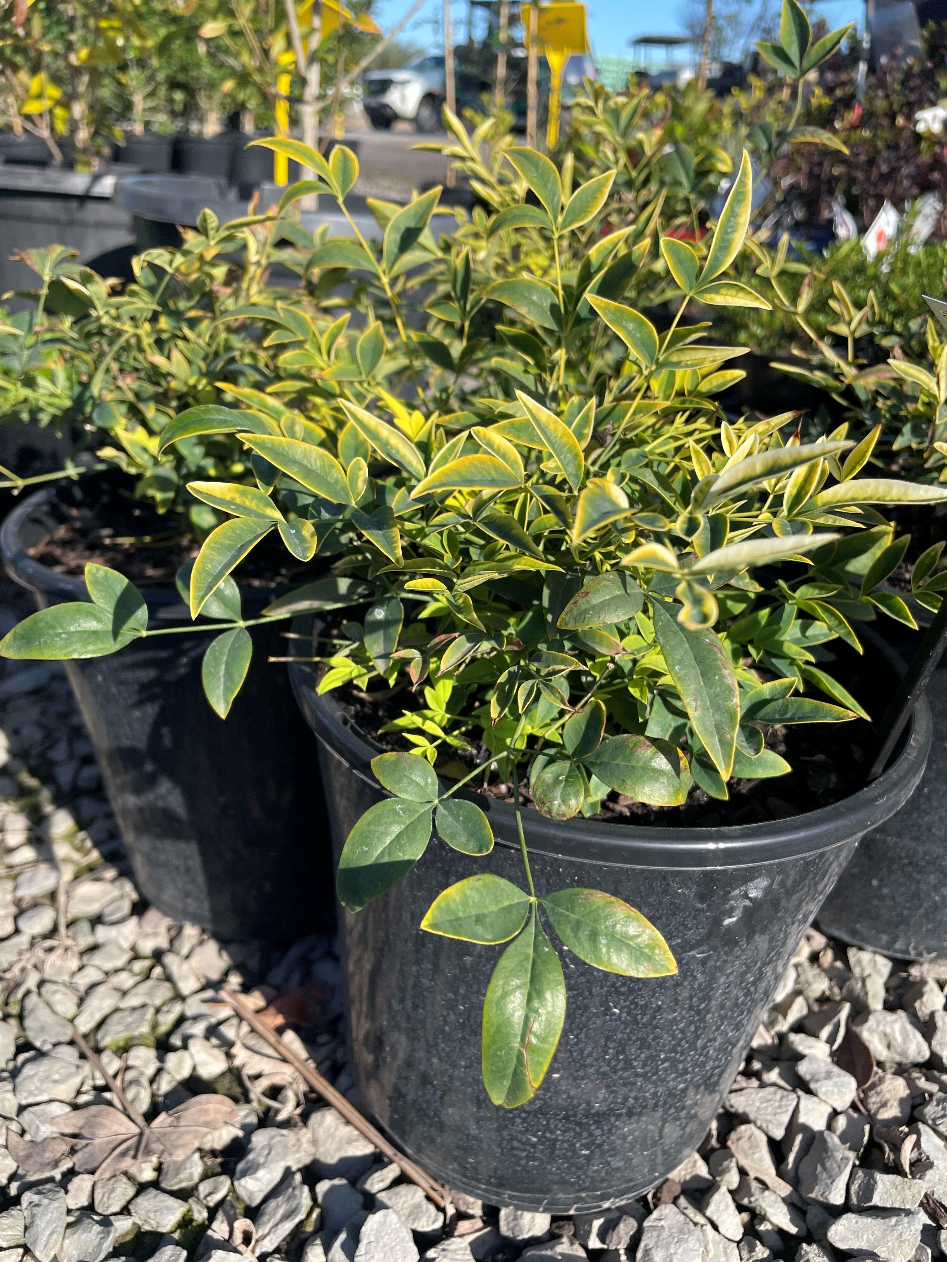 Buy Nandina domestica 'Lemon Lime' Magical Bamboo | Adelaide Plant Co
