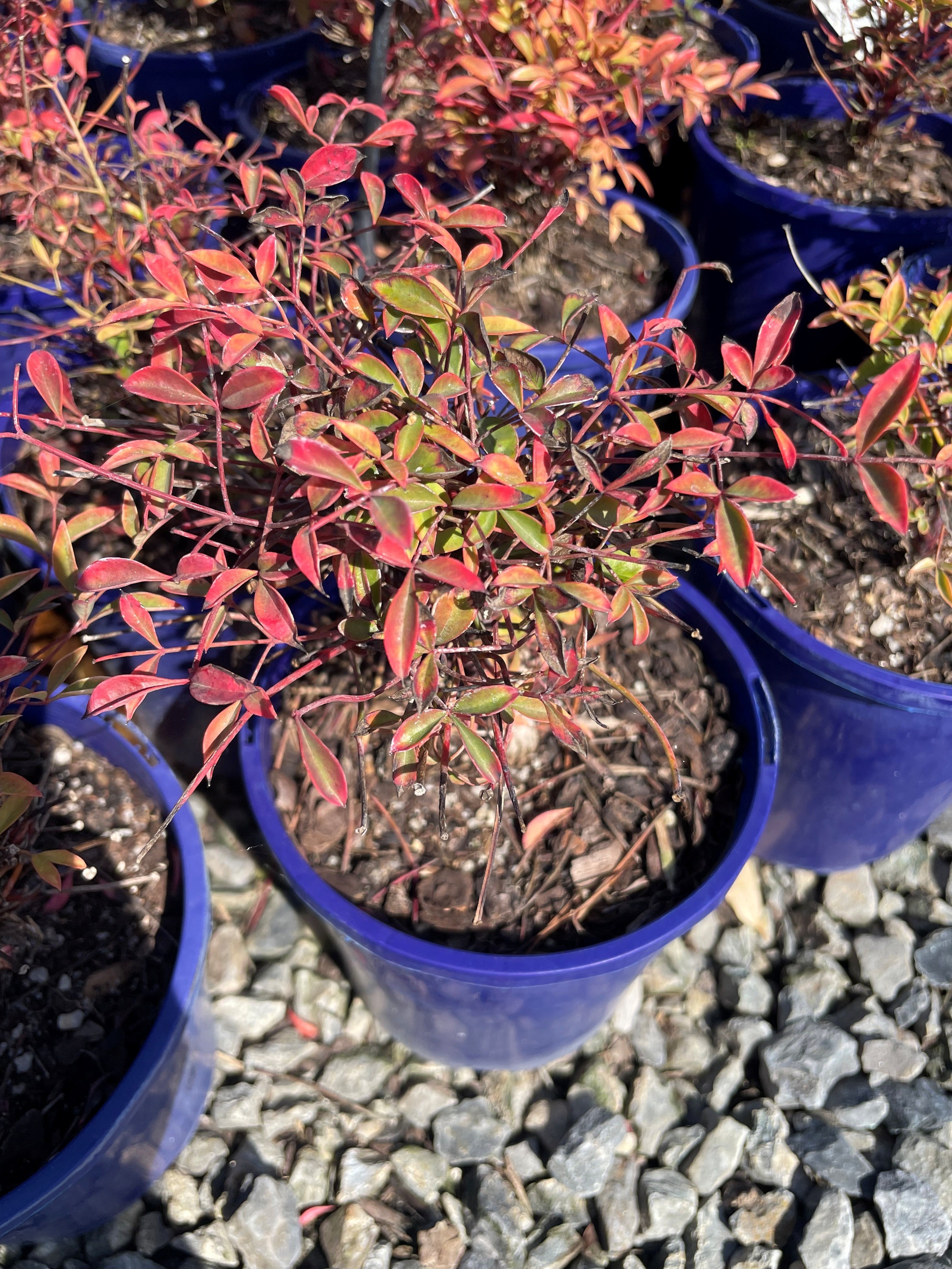 Buy Nandina domestica 'Magical Daybreak' Bamboo | Adelaide Plant Co
