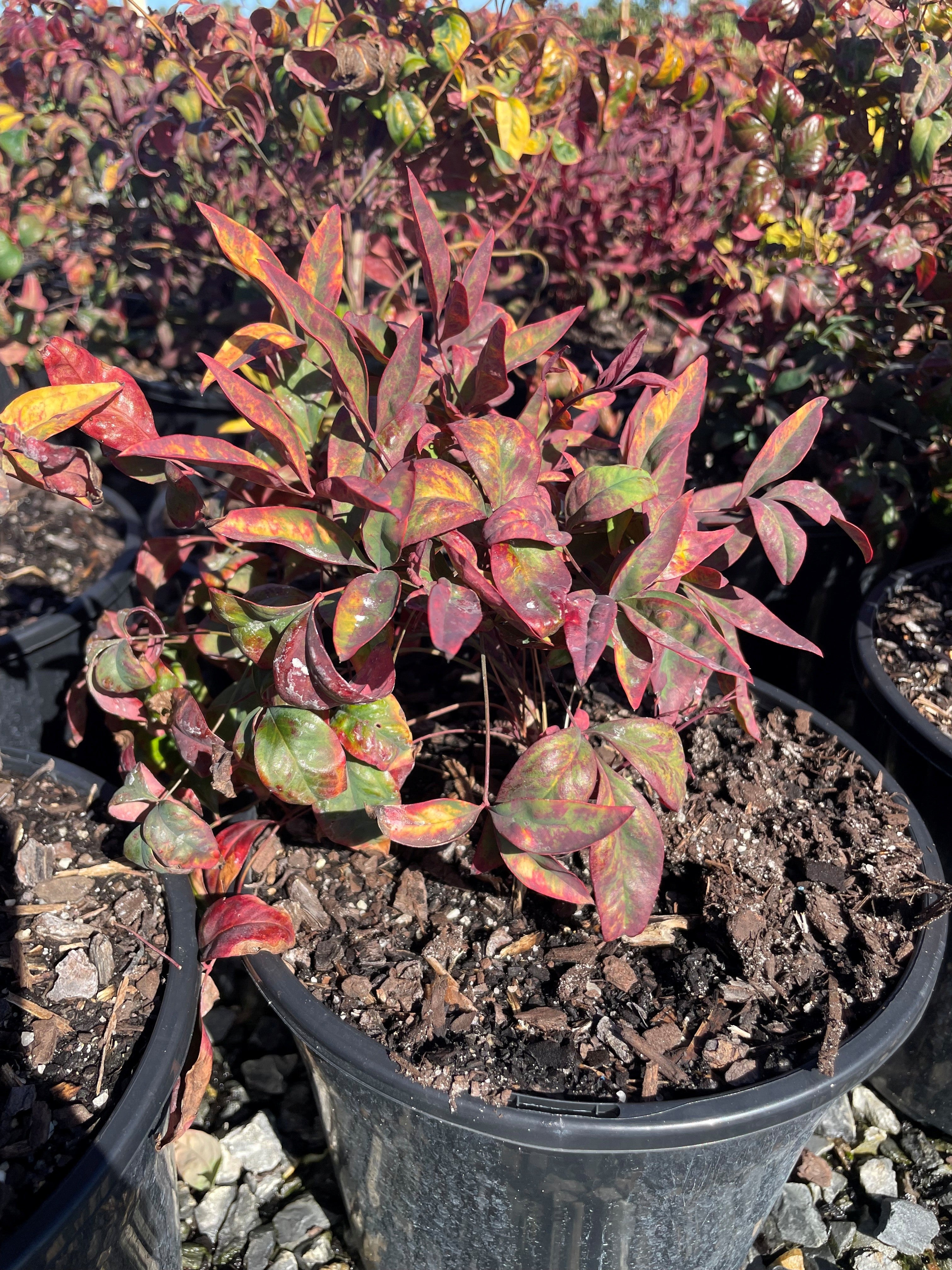 Buy Nandina domestica 'Nana' Dwarf Heavenly Bamboo | Adelaide Plant Co
