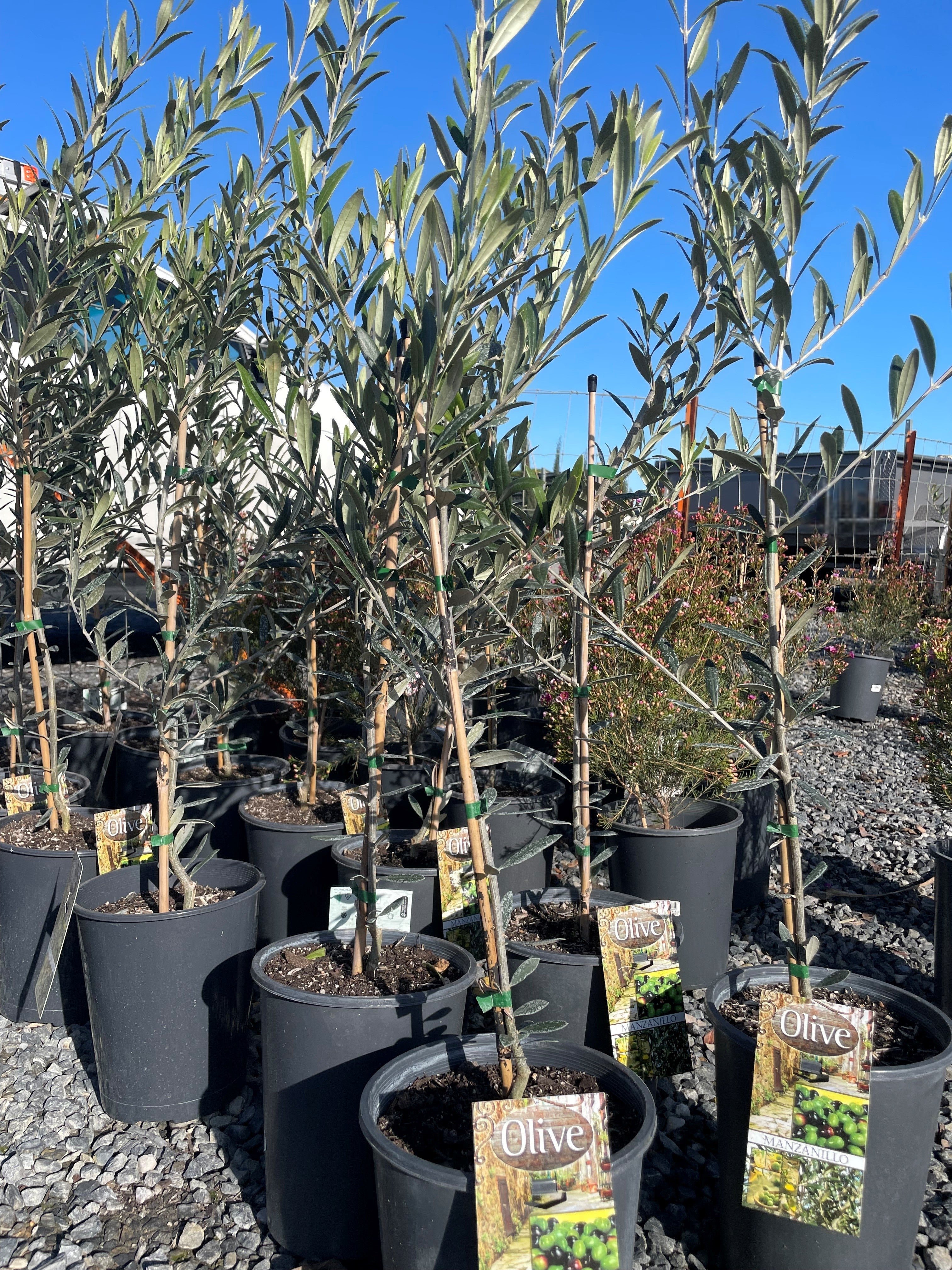 Buy OLIVE / Olea europaea 'Manzanillo' | Adelaide Plant Co