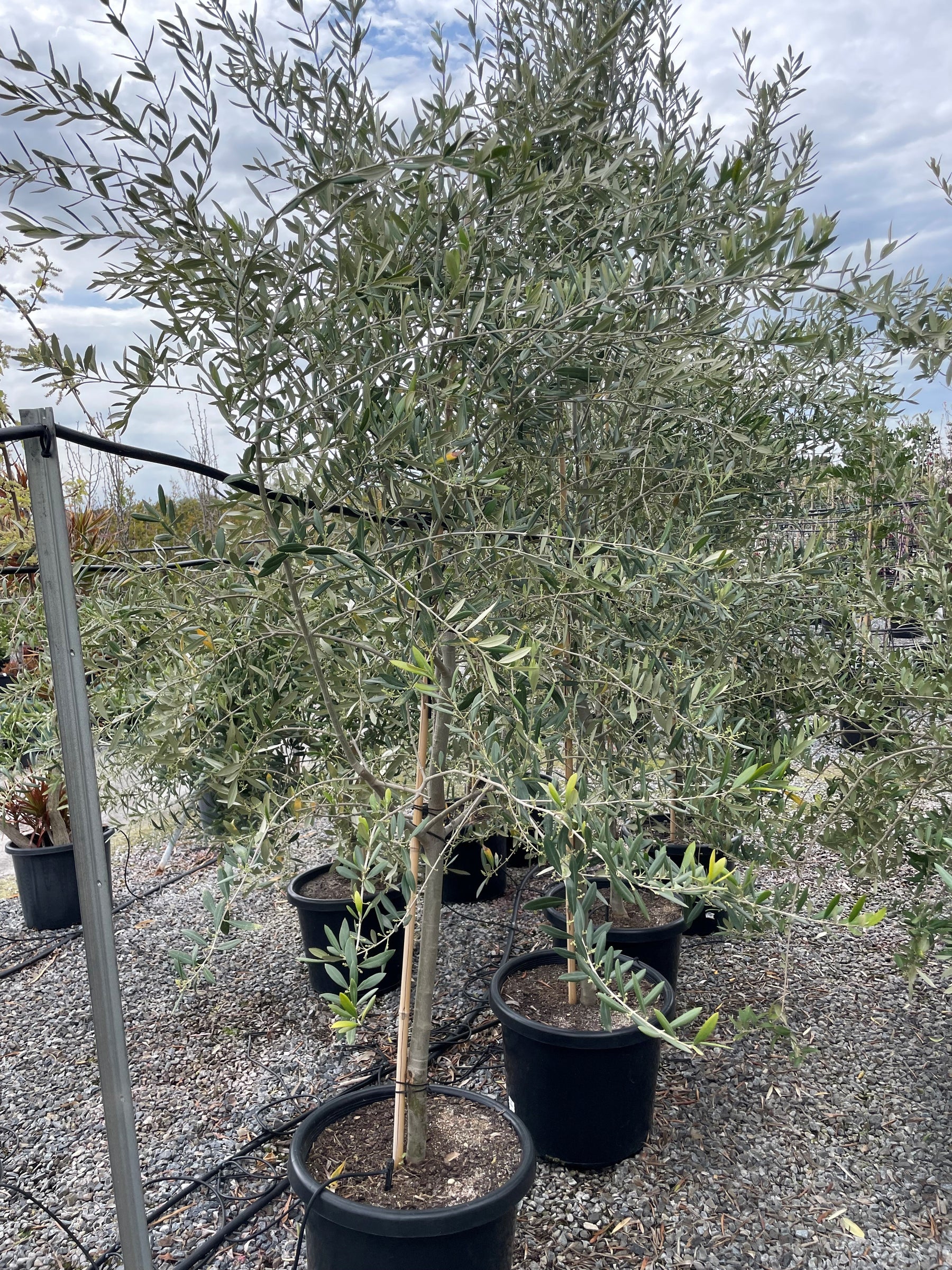Buy OLIVE / Olea europaea 'Paragon' Frantoio | Adelaide Plant Co