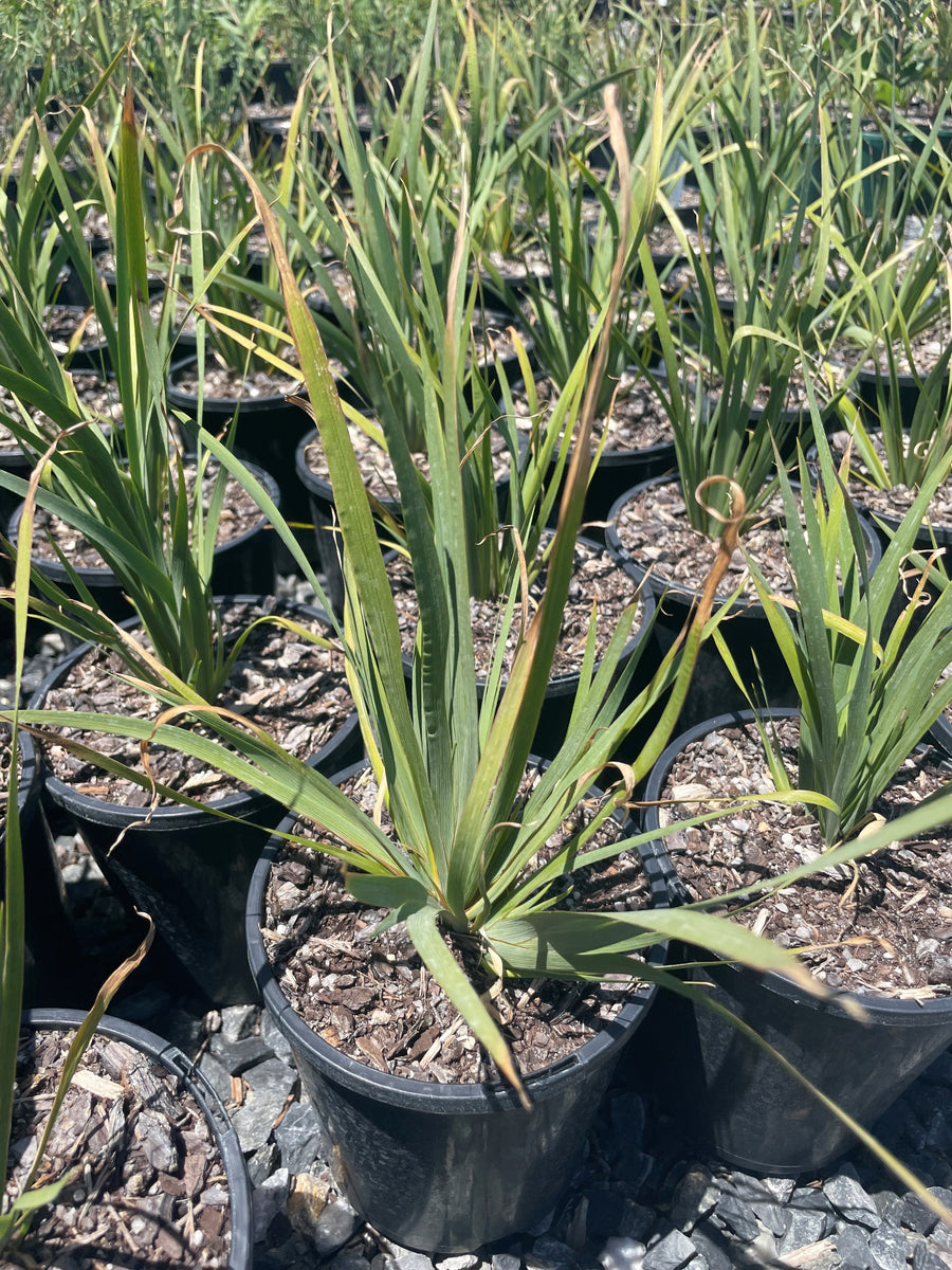 Buy Orthrosanthus multiflorus Morning Iris Flag | Adelaide Plant Co