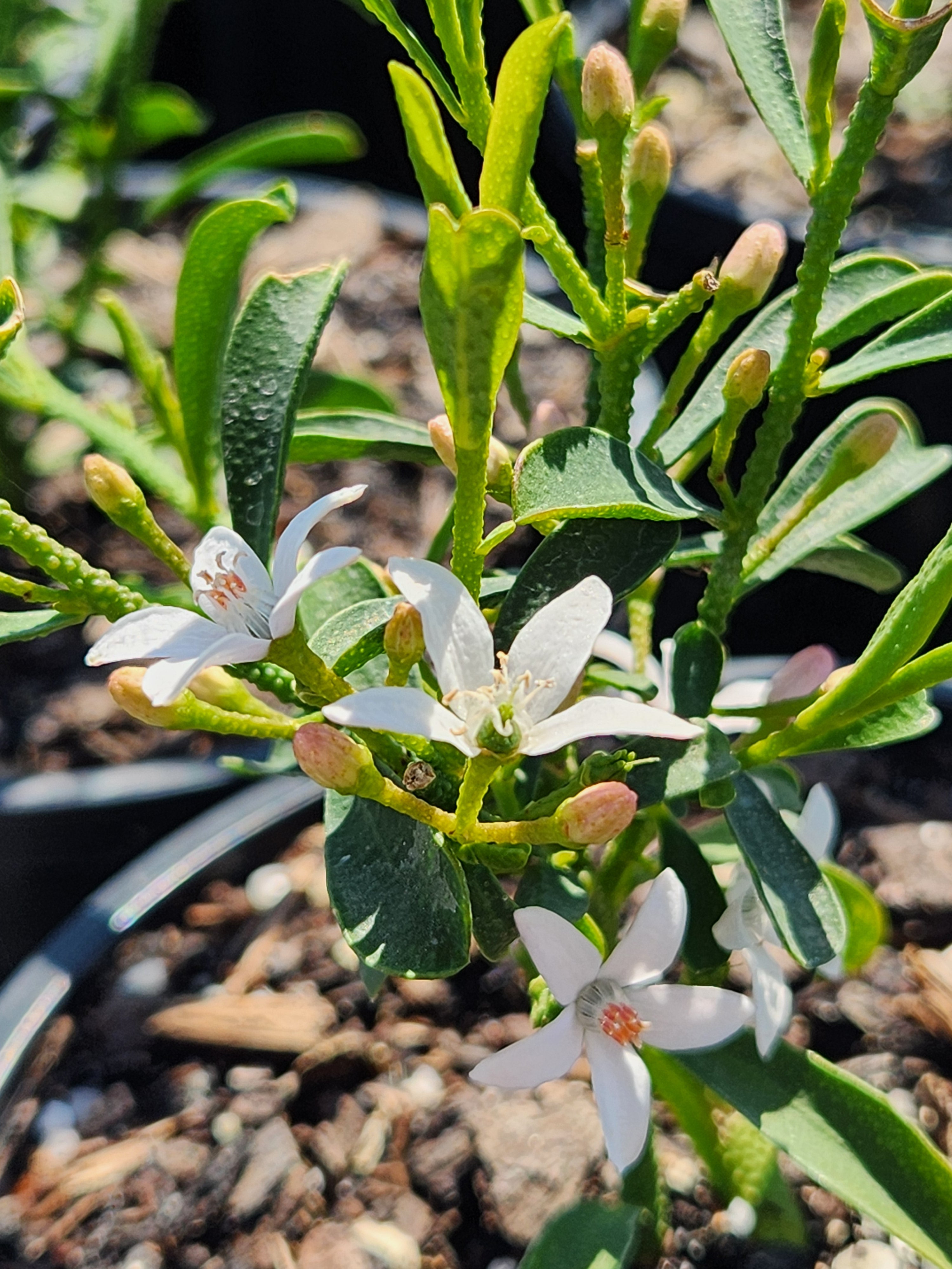 Buy Philotheca myoporoides 'Profusion' Wax Flower | Adelaide Plant Co