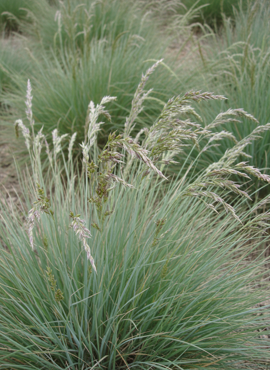 Buy Poa poiformis Coastal Tussock Grass | Adelaide Plant Co